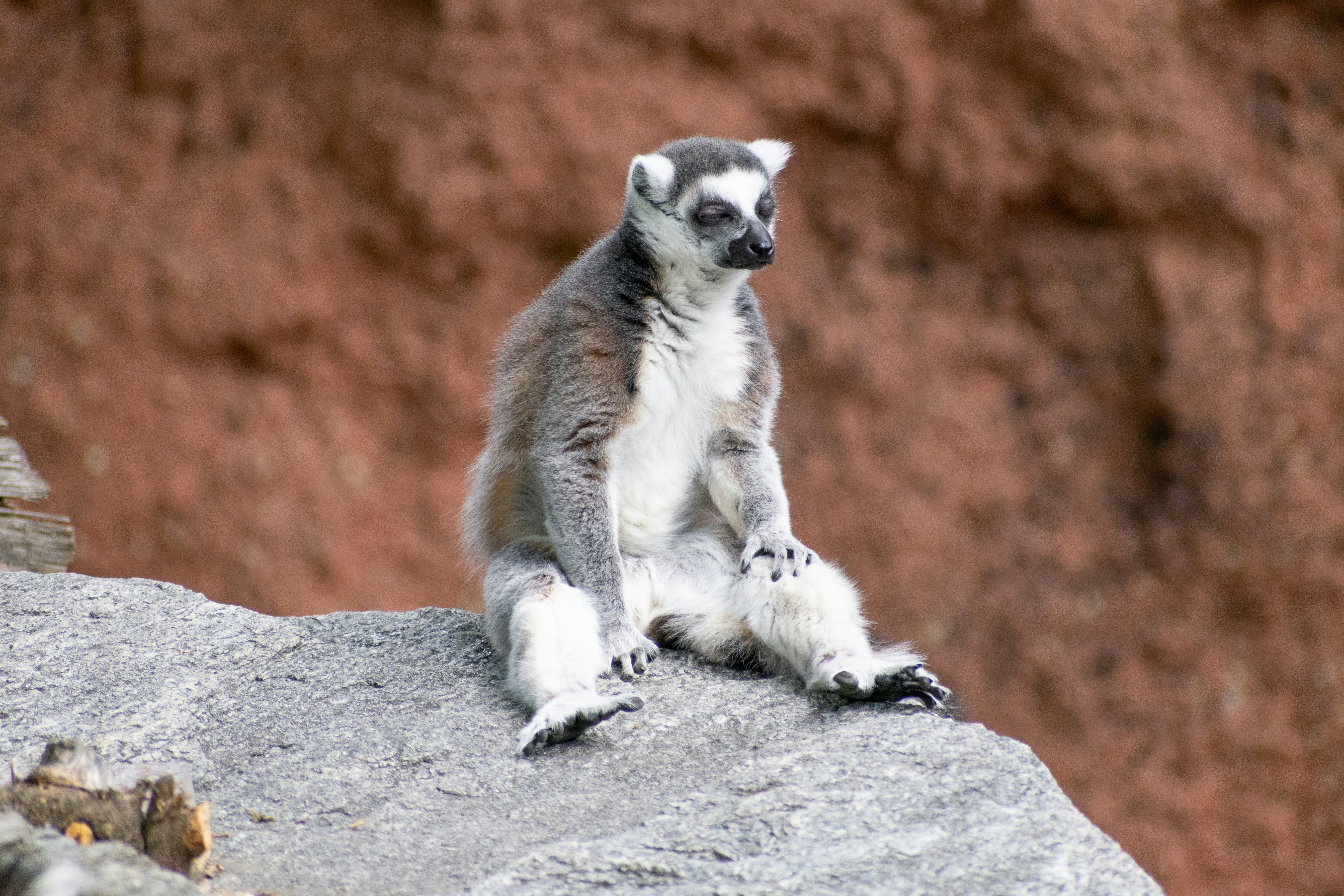 Lone Ring-tailed Friend on a Rocky Throne