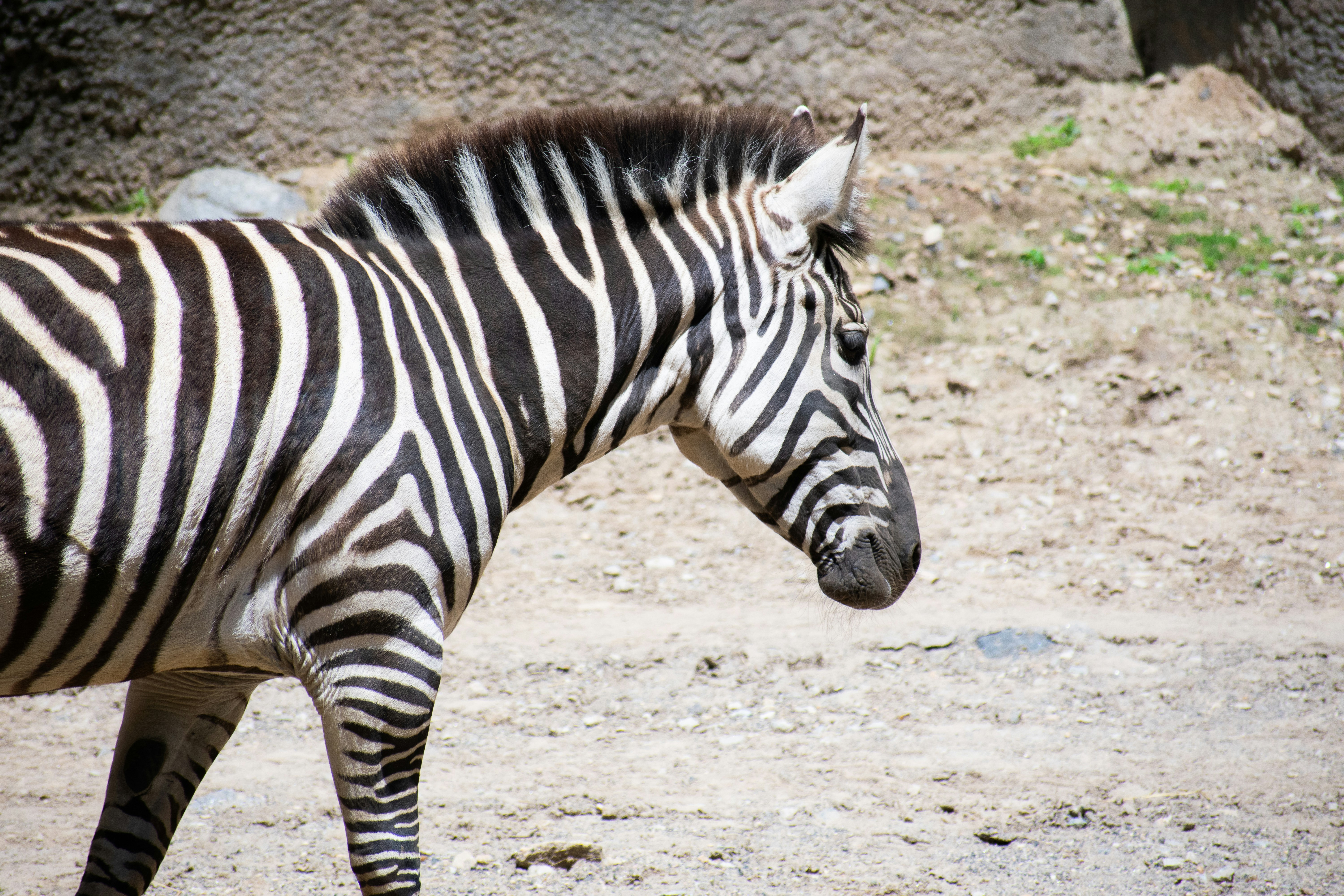 Strided silhouette: a lone zebra steps through sunlit dust