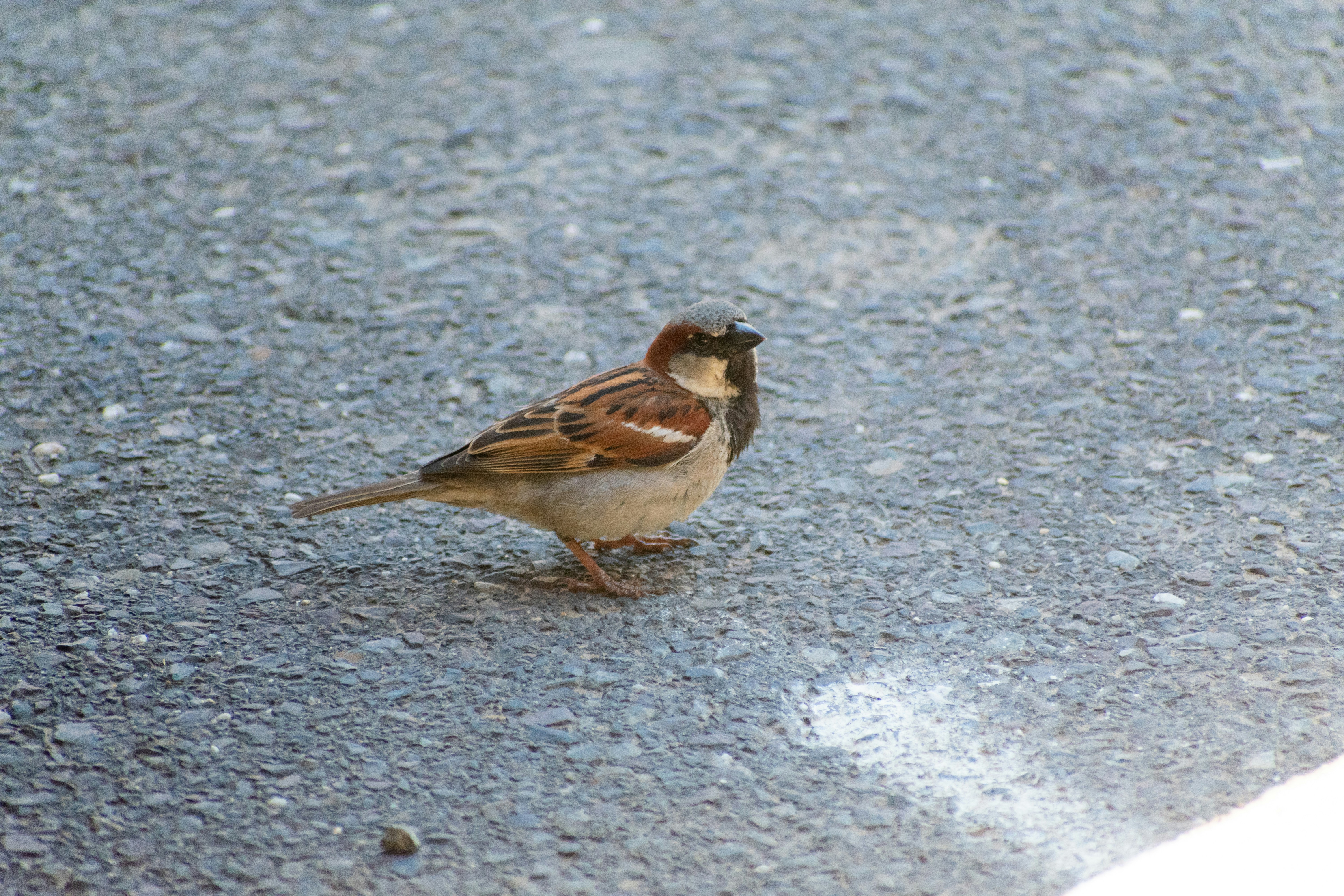 Grounded Sparrows: A Tiny Batter in Asphalt