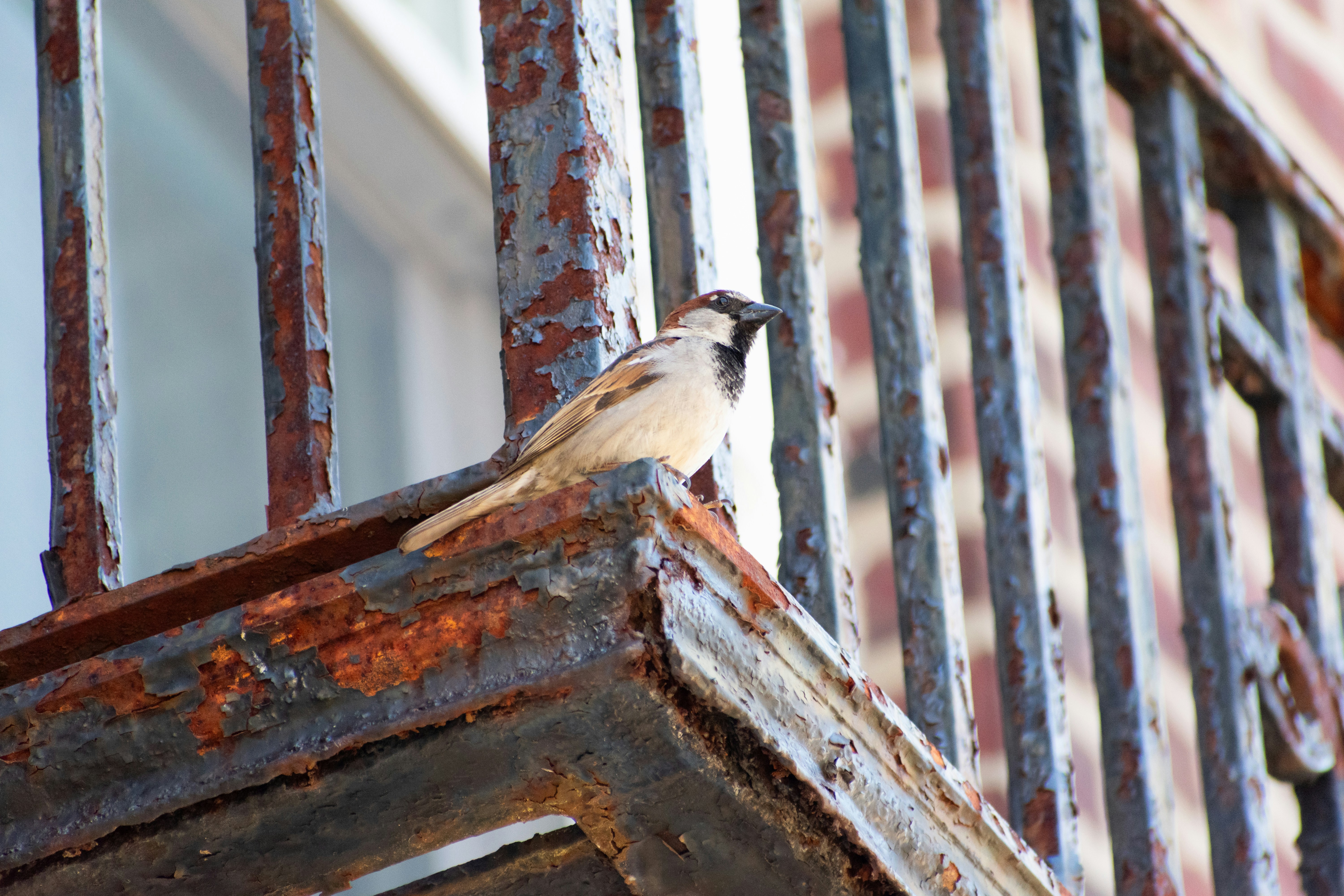 Rust on the Railing, Bird on the Edge