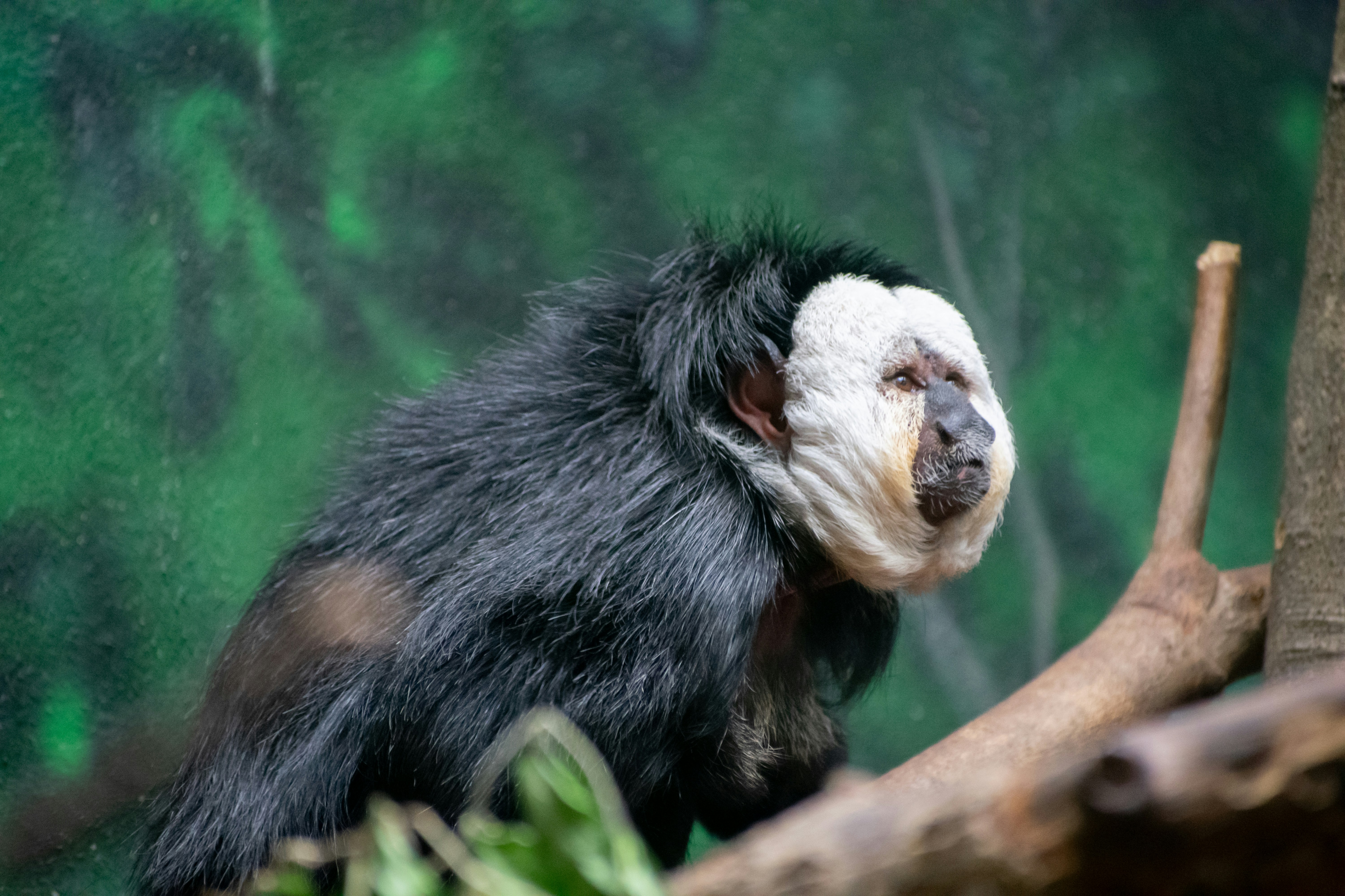 White-faced Capuchin in Rainy Enclosure
