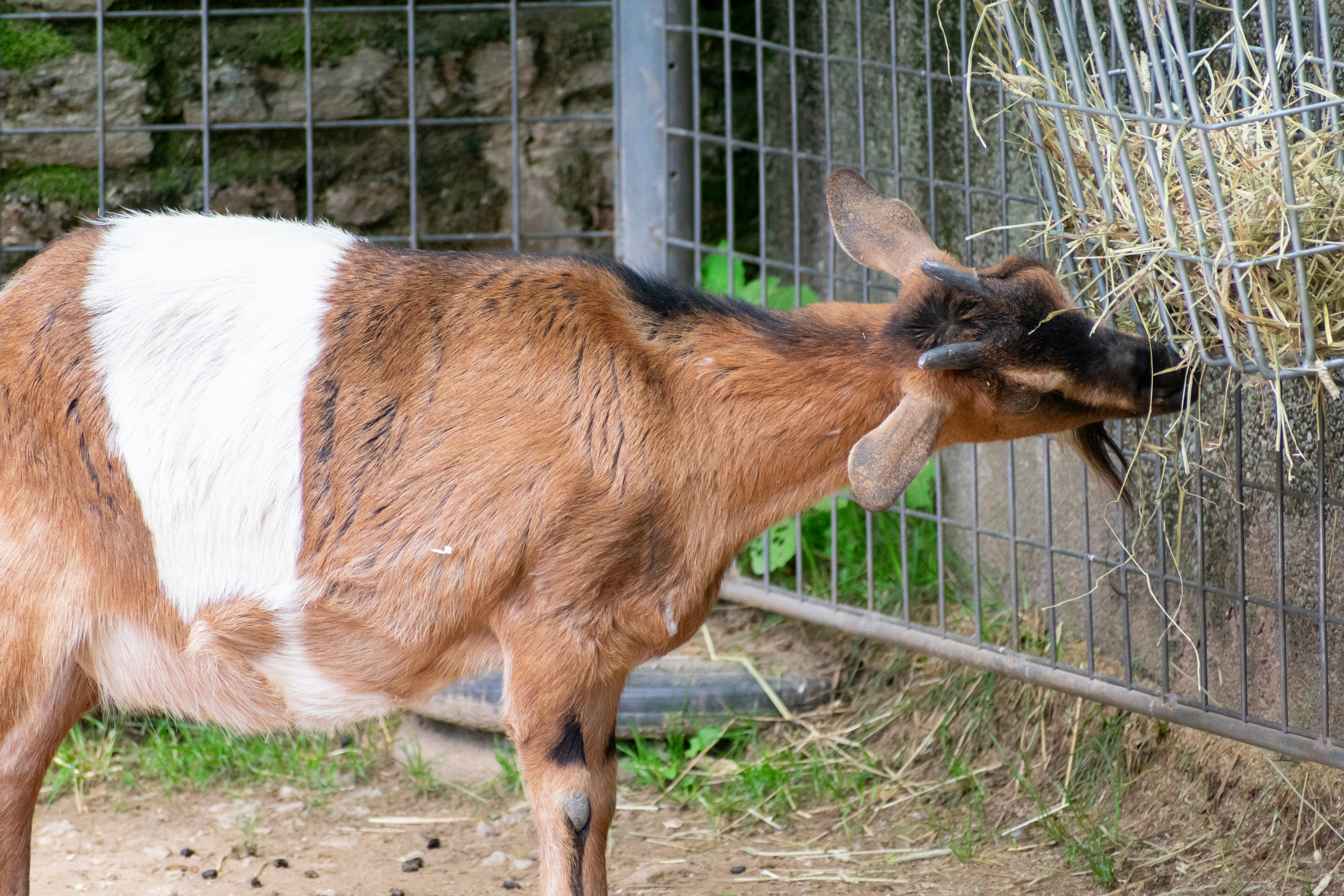 Curious Goat Nibbles at Hay Fence