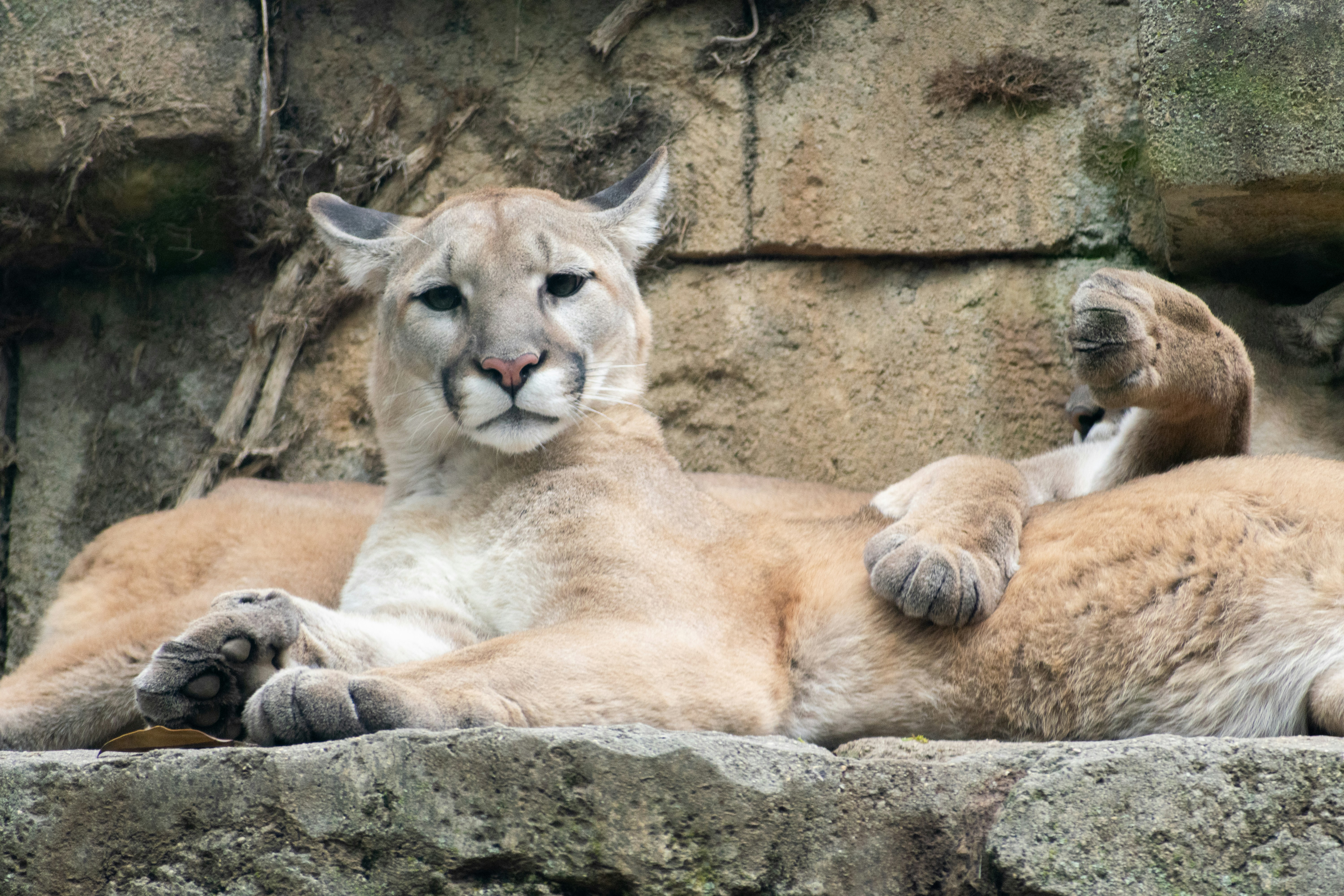 Languid Regal: A Lioness Pauses on a Sunlit Rock