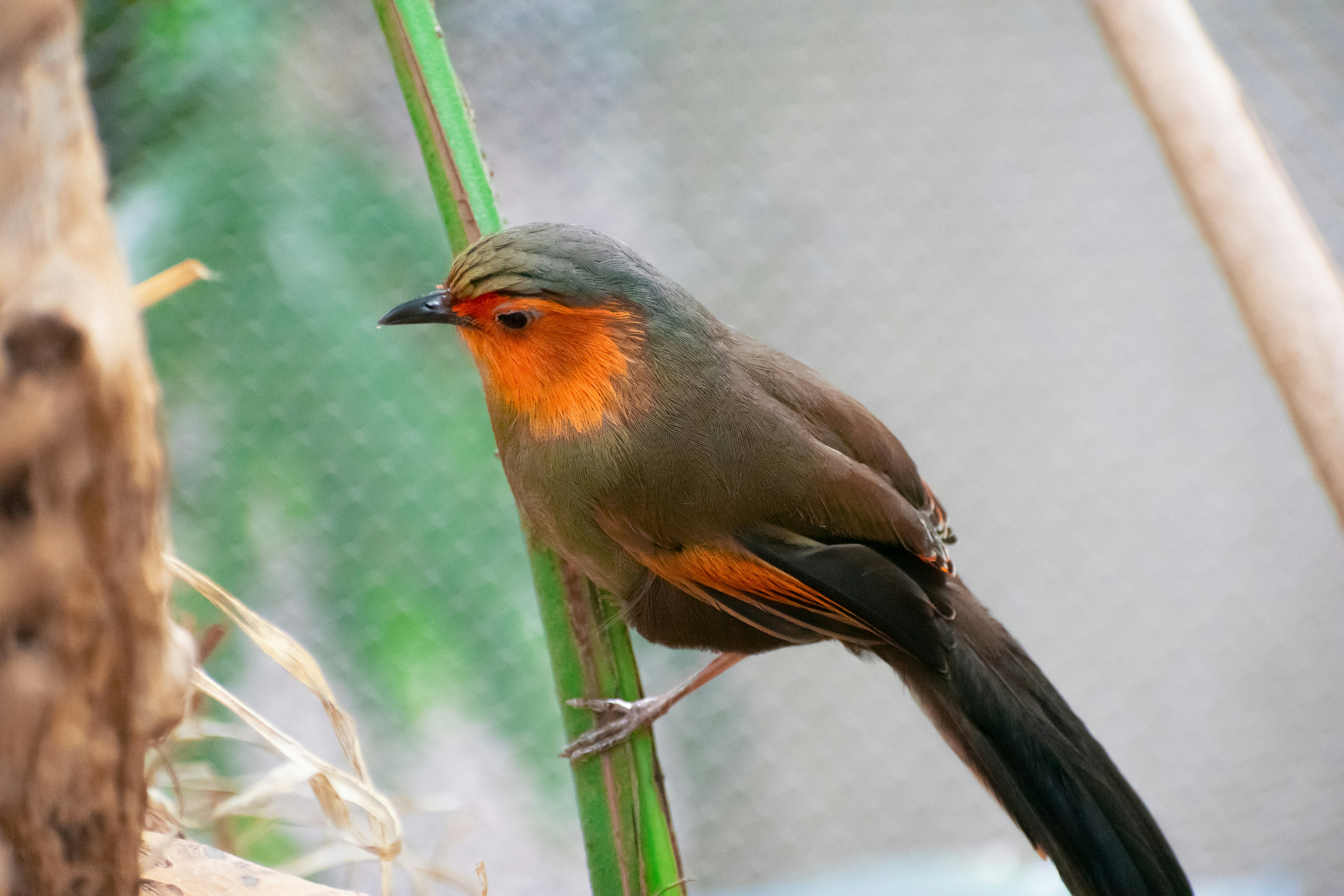 Orange-throated Thrush Perched on Reeds Within a Enclosure