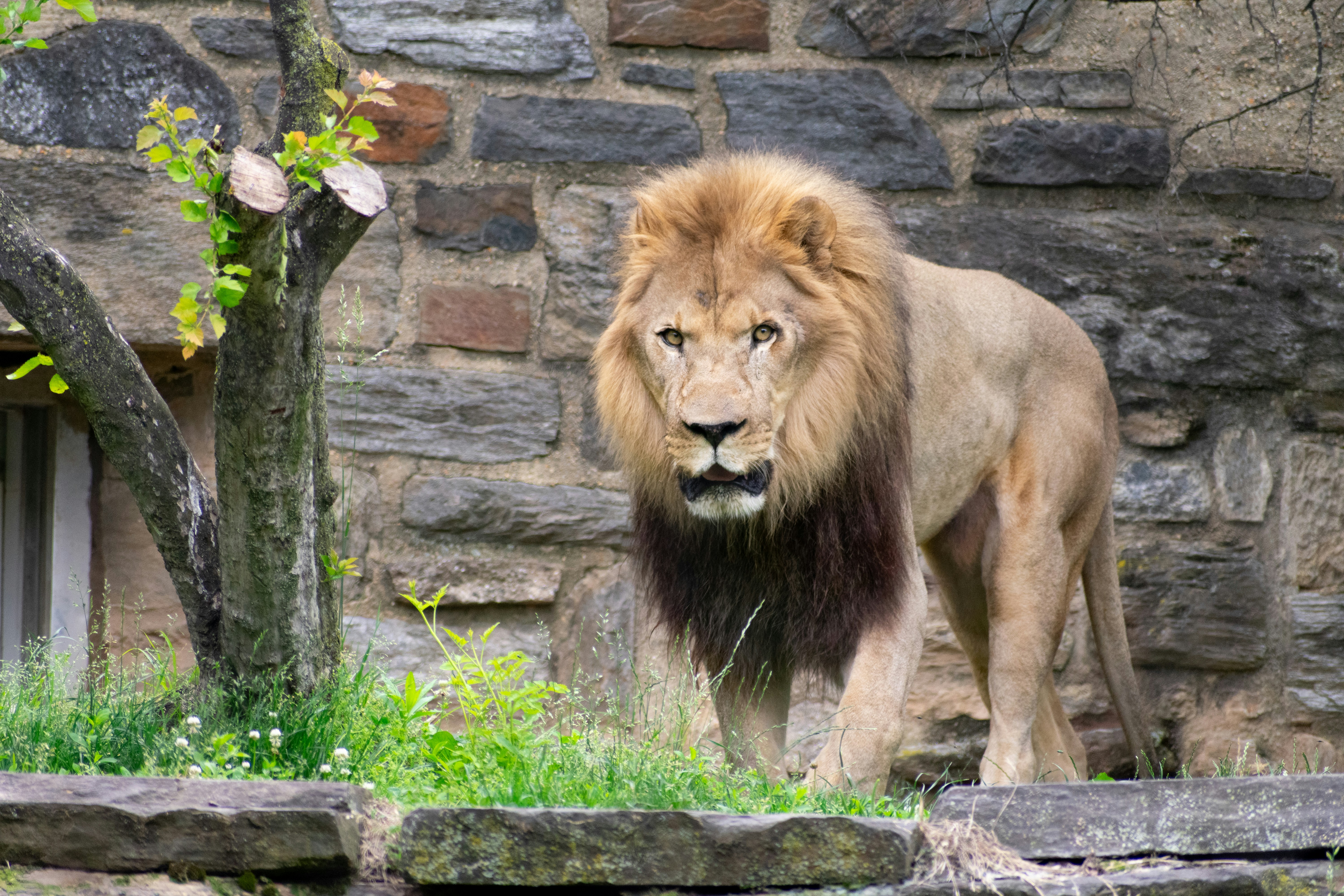 Regal Predator at the Stonewall Garden