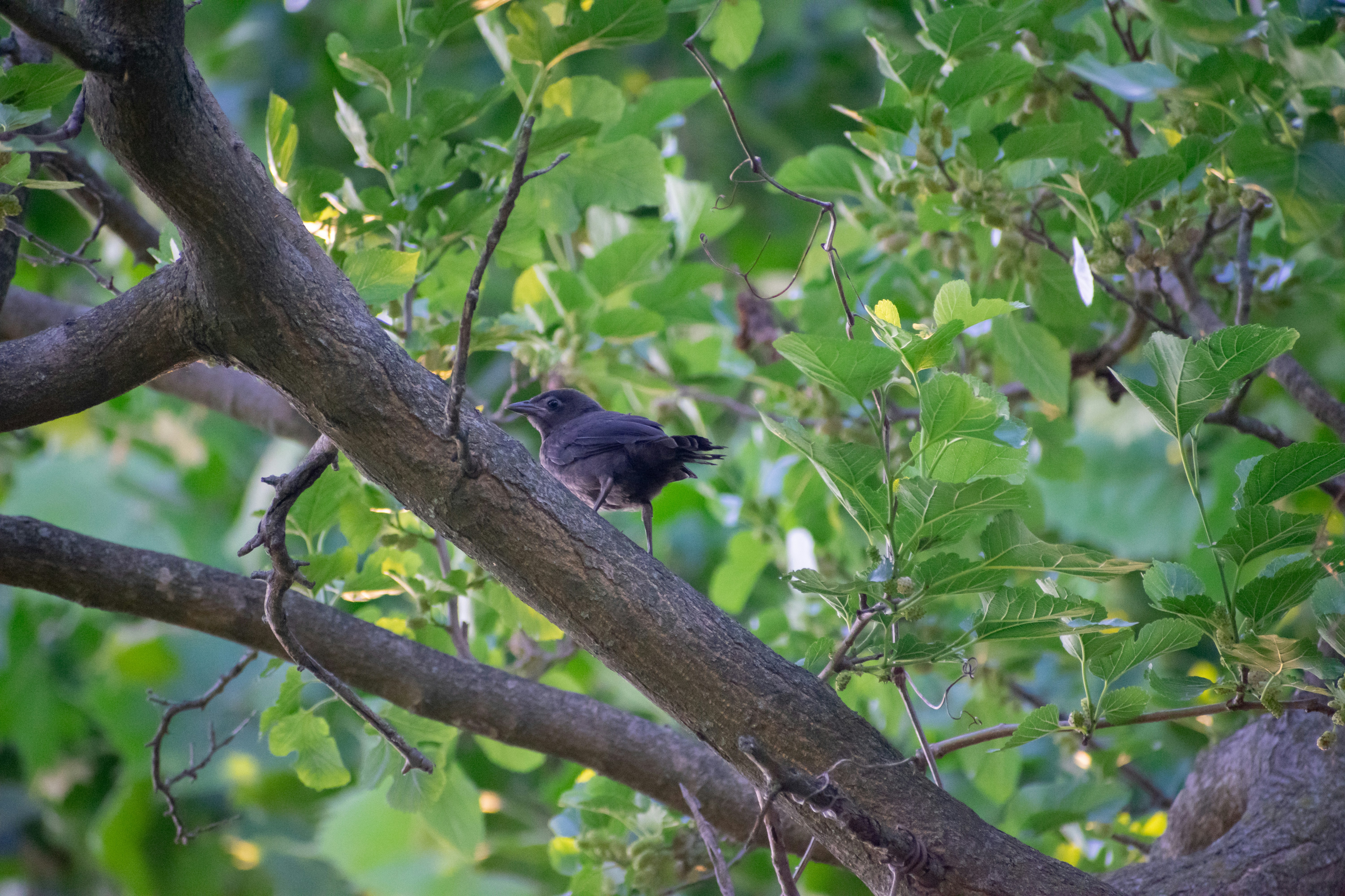 The Quiet Perch: A Small Songbird Amid Green Canopy