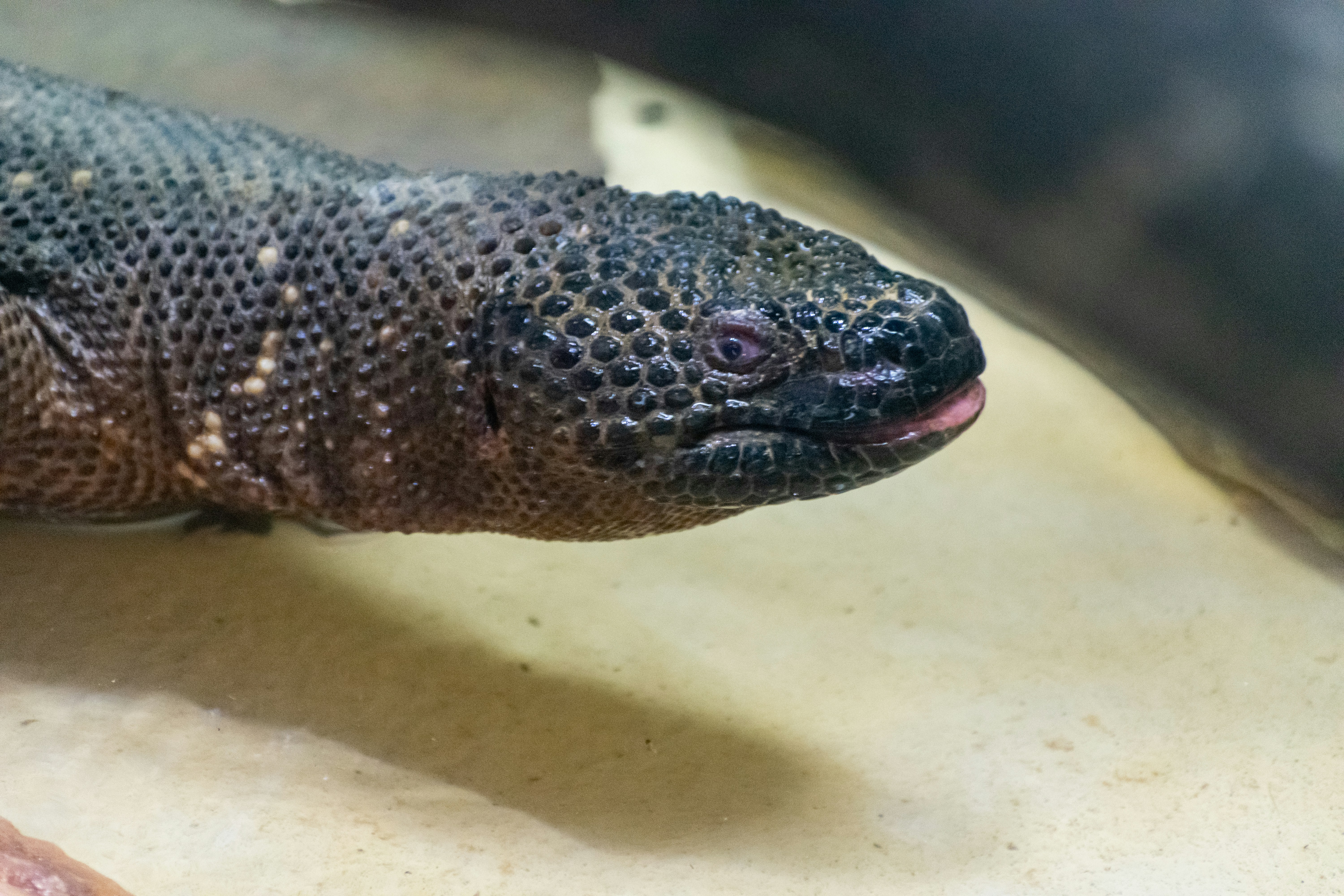 Dark-speckled Lizard Nuzzling the Sand: Close-Up Detail