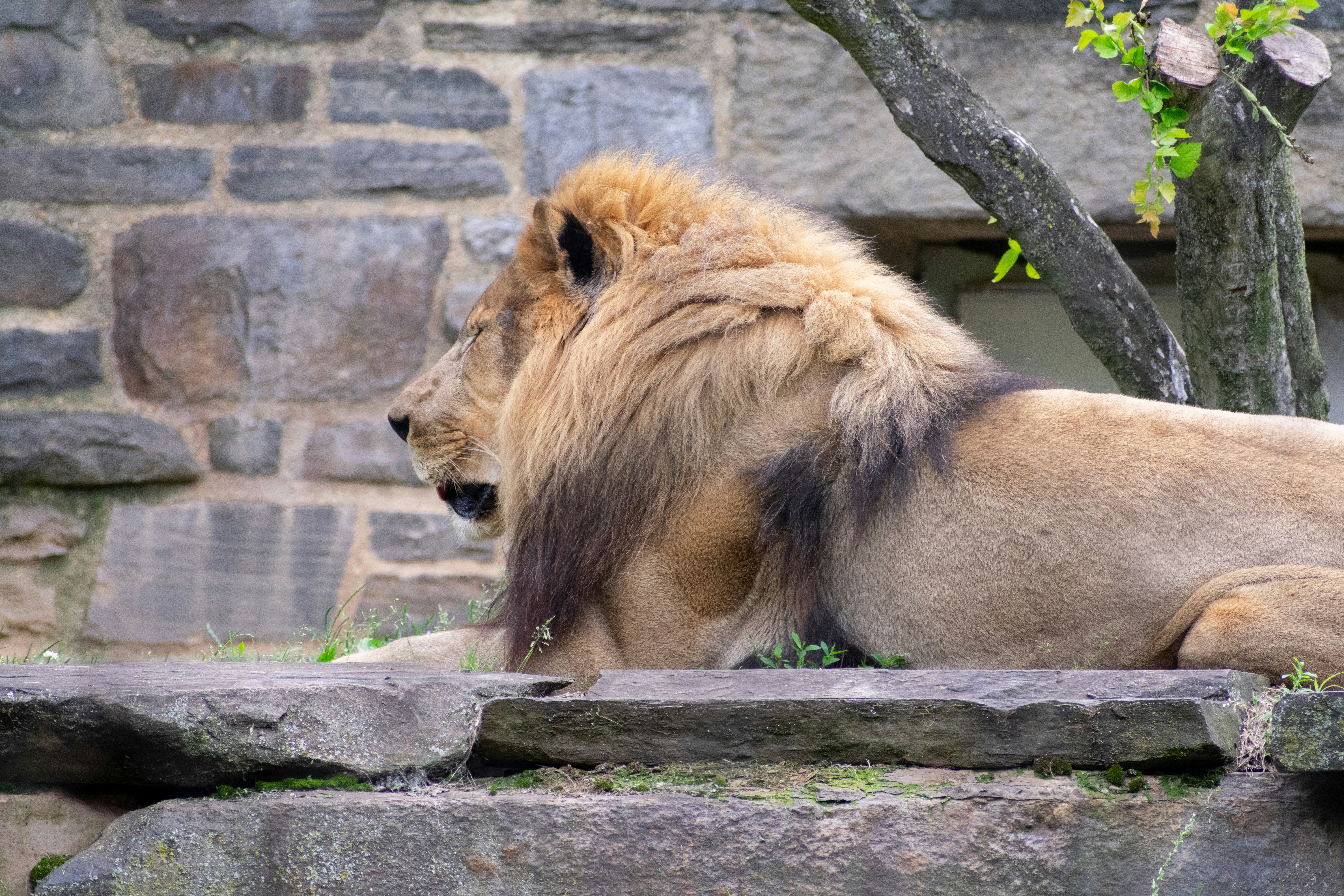 Regal Maneover on Stone Steps