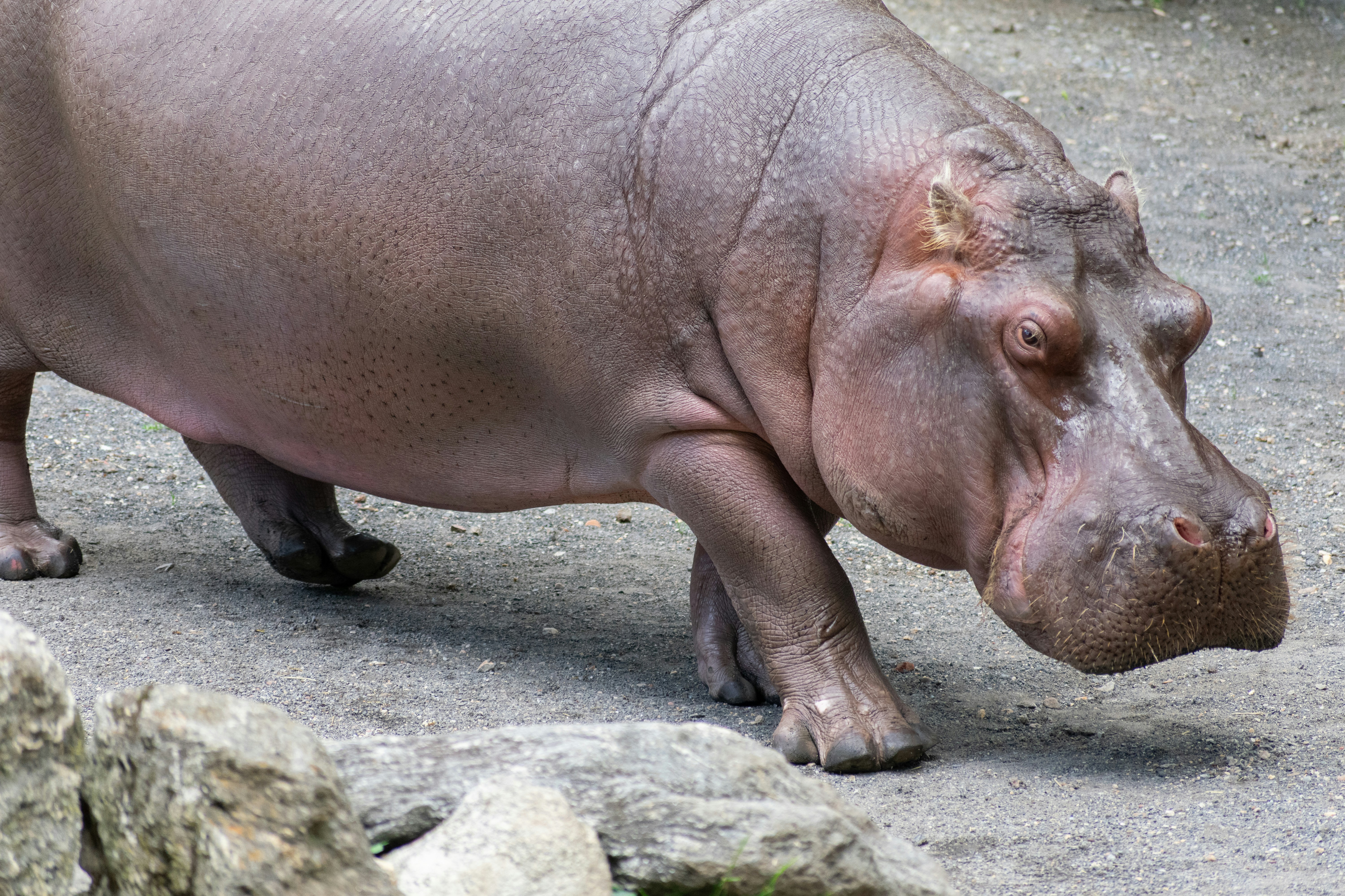 Hippo on the Trail: A Solemn Morning Stroll