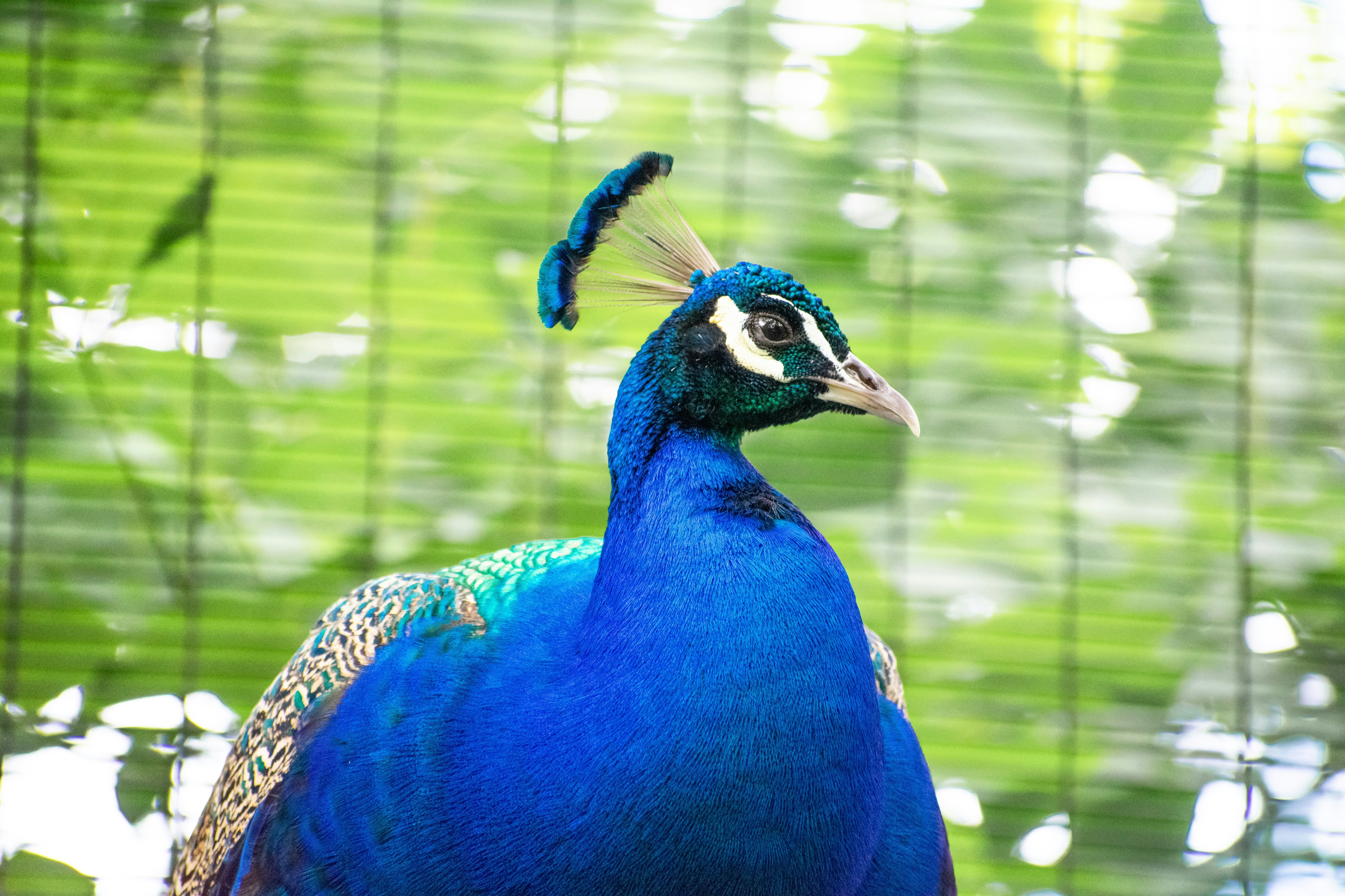 Azure Crest: A Peacock in Focus Beneath Leafy Veils