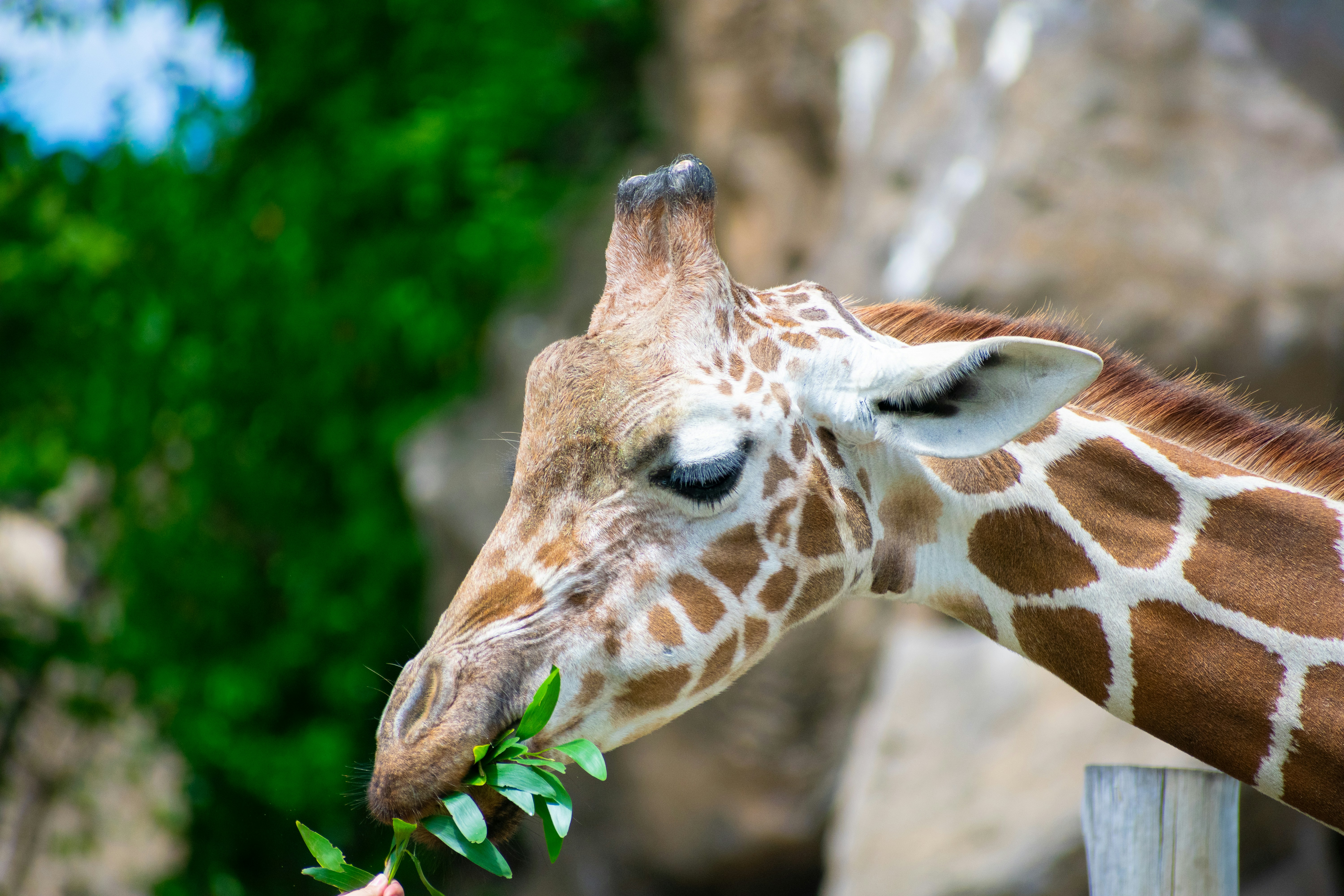 Giraffe in quiet greenery nibbling fresh leaves