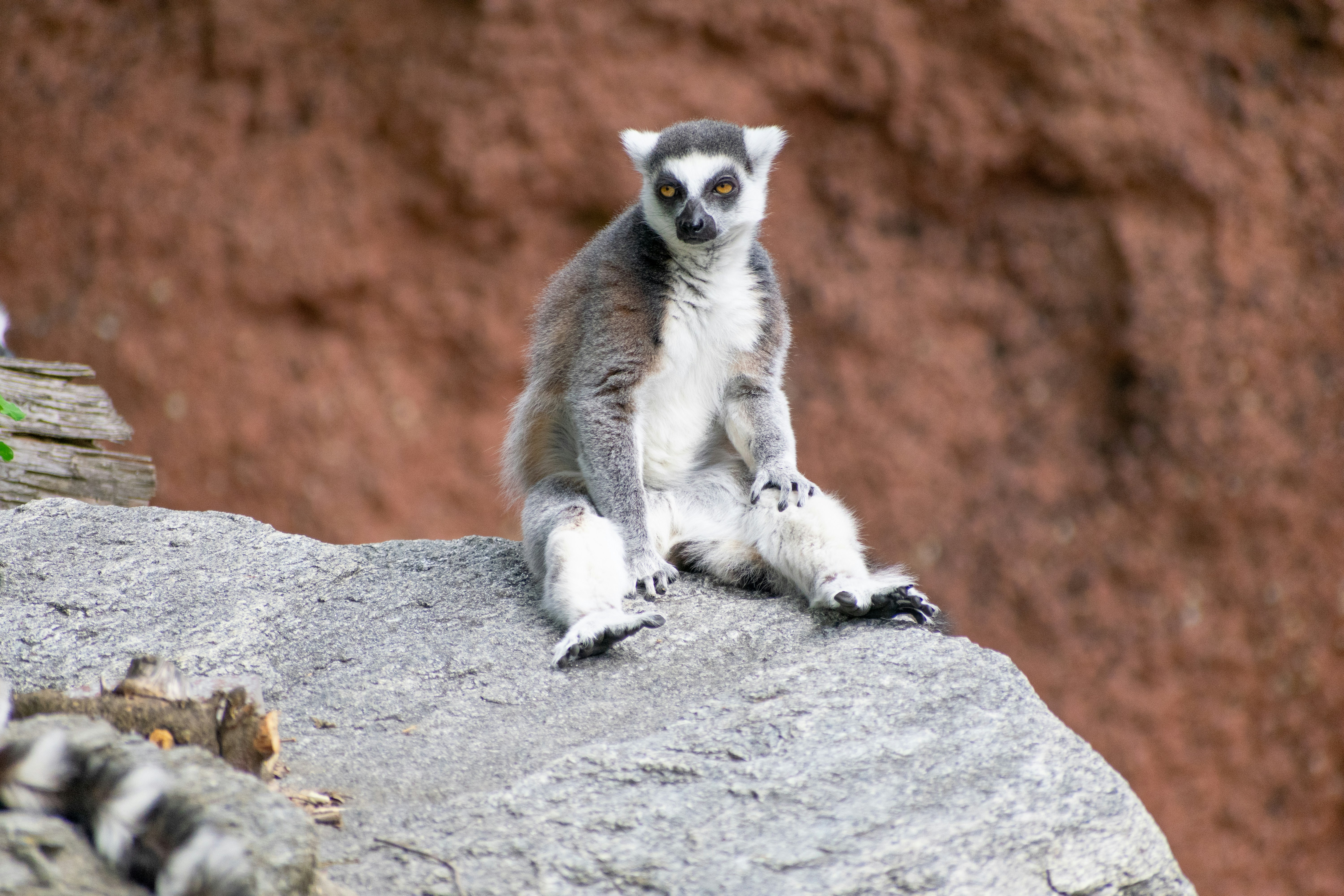 Lone Lemur Sentinel on Weathered Granite