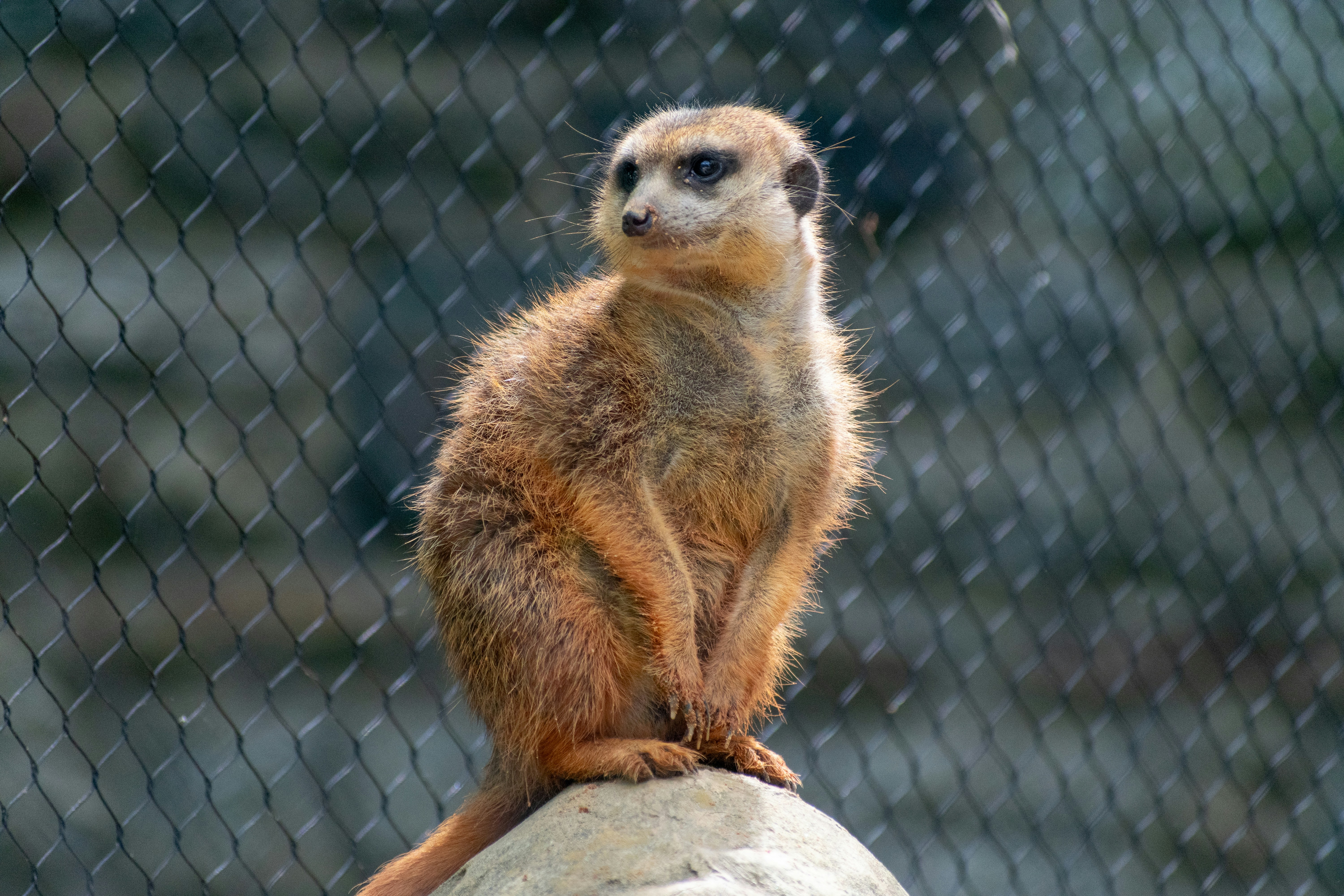 Perched Furry Scout: A Meerkat Stares from a Dome-shaped Rock