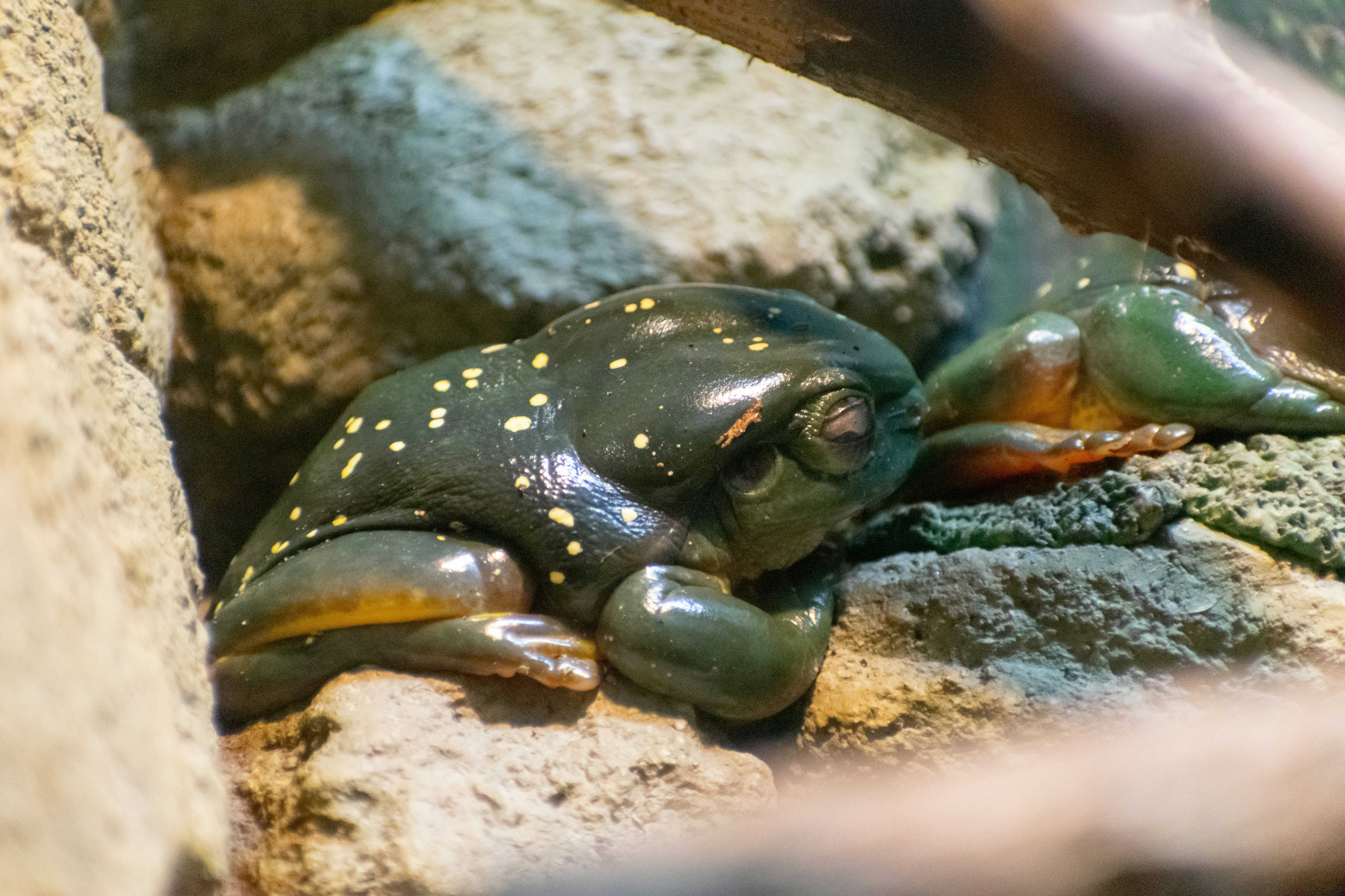 Emerald Poison Dart Frog Resting Between Mossy Crevices