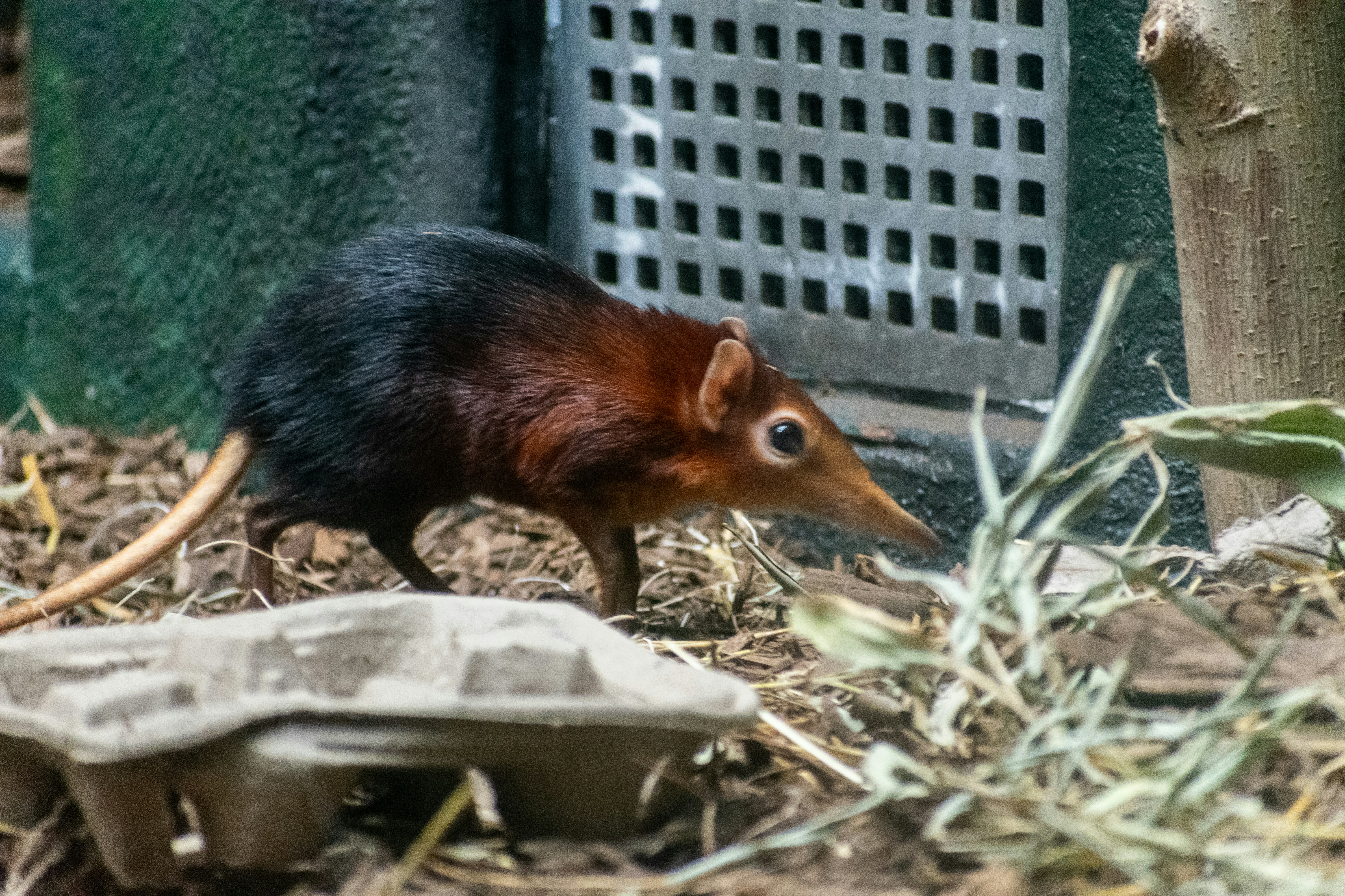 Hidden Dusk Digger: A Dwarf Slinking Through Garden Debris