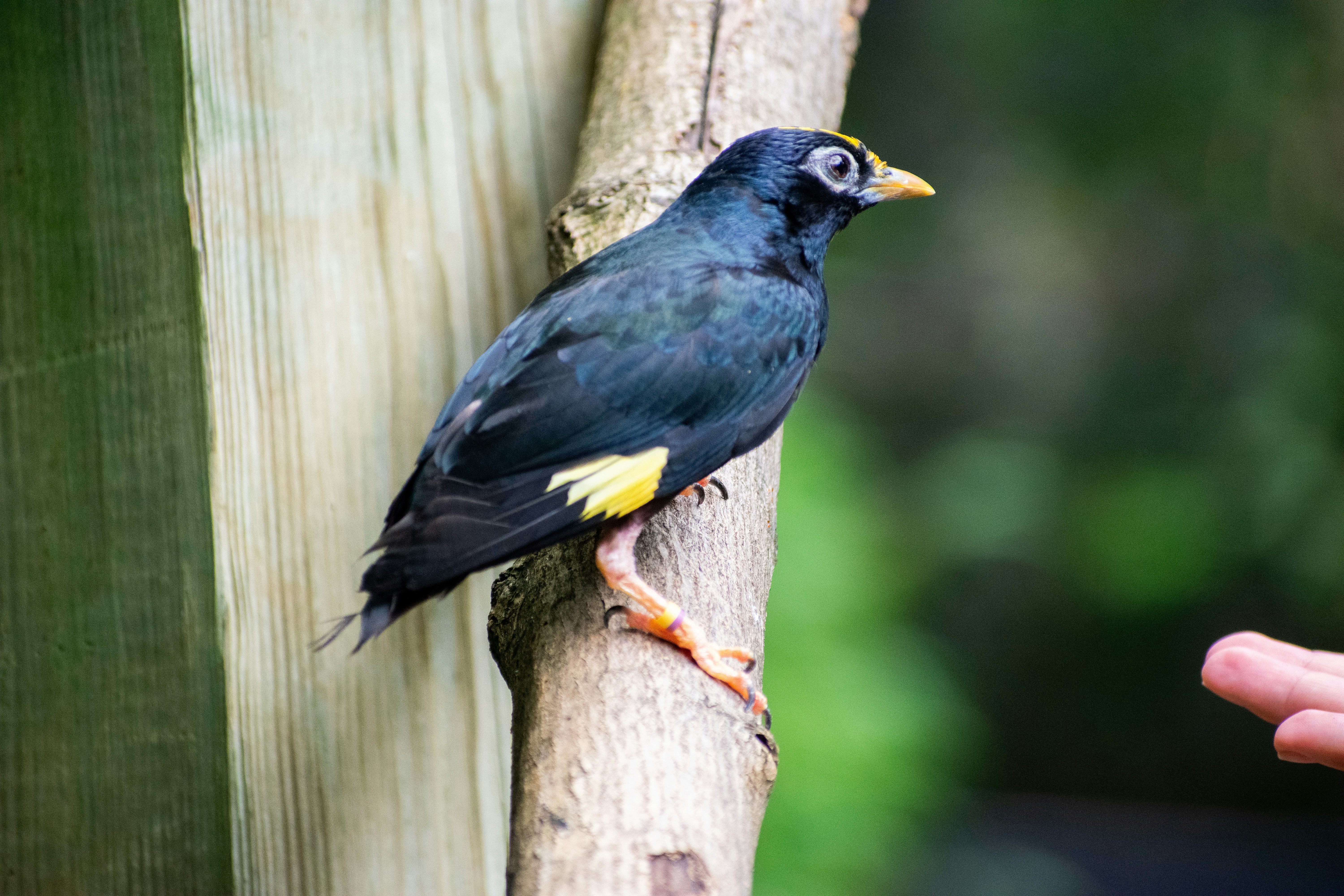Cobalt Crown: A Blackbird Perched on a Weathered Branch