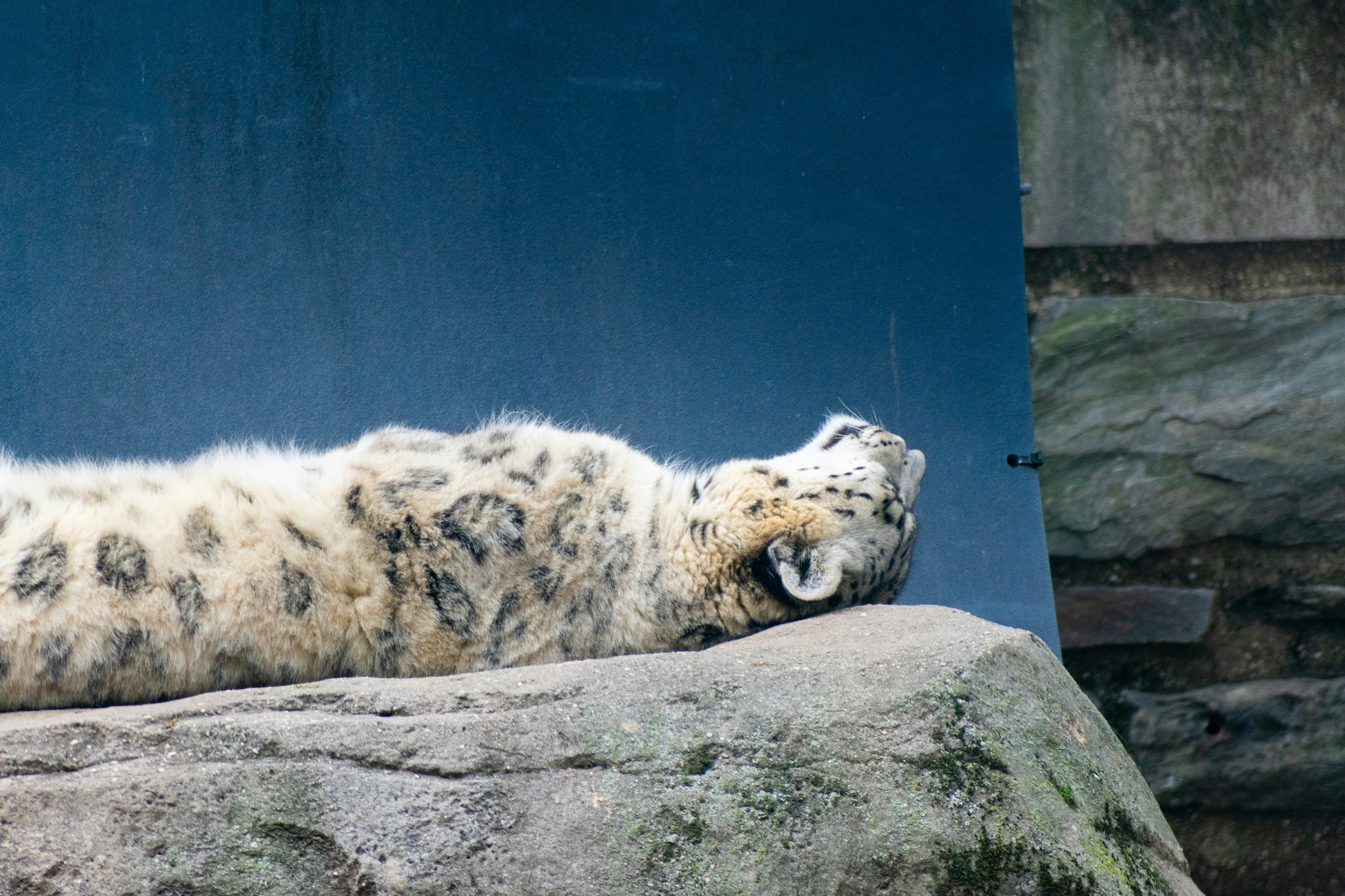 Slumbering Snow Leopard: Rest on a Cold Rock