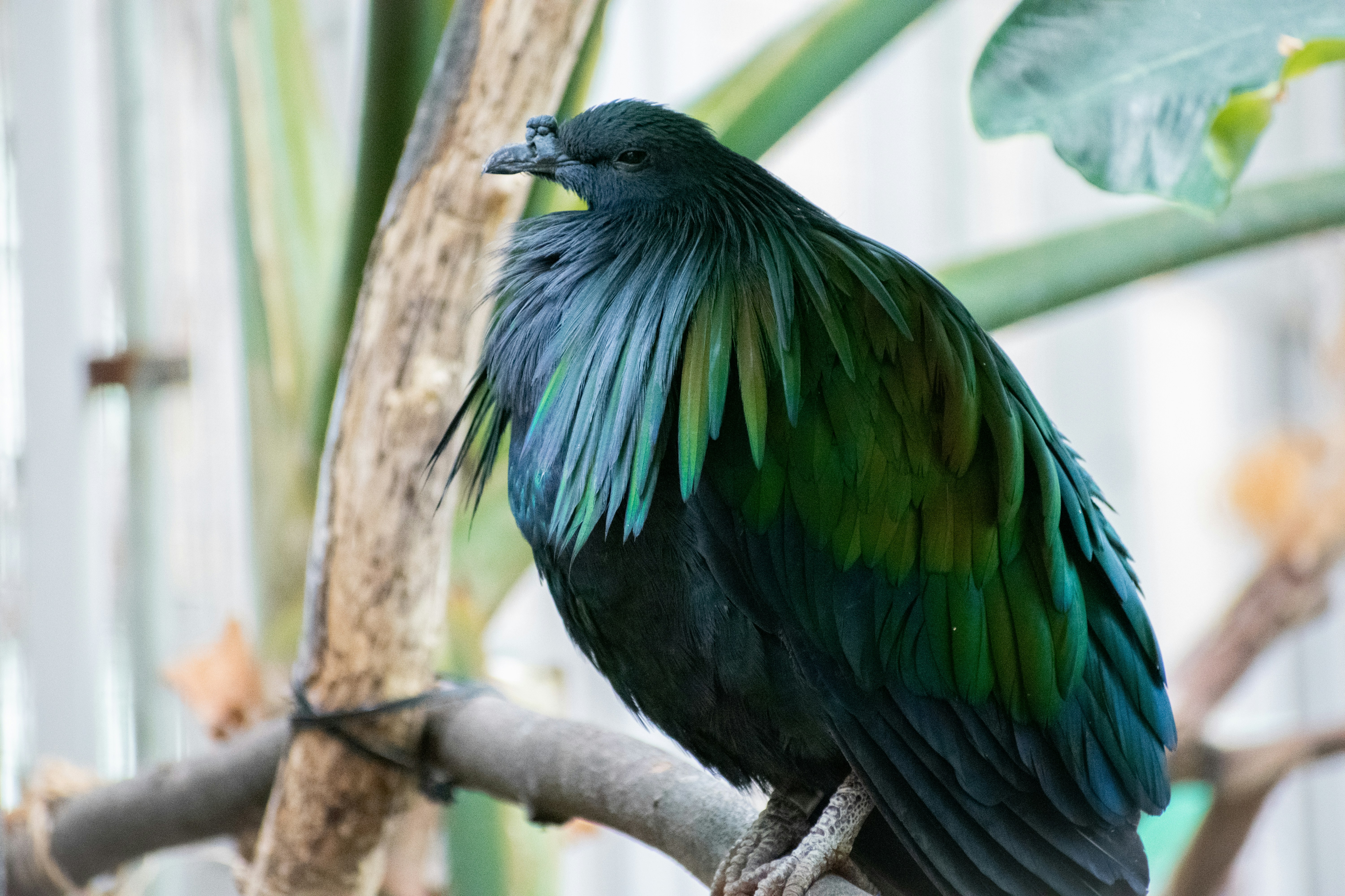 Emerald Plumage on a Perched Koel-like Bird