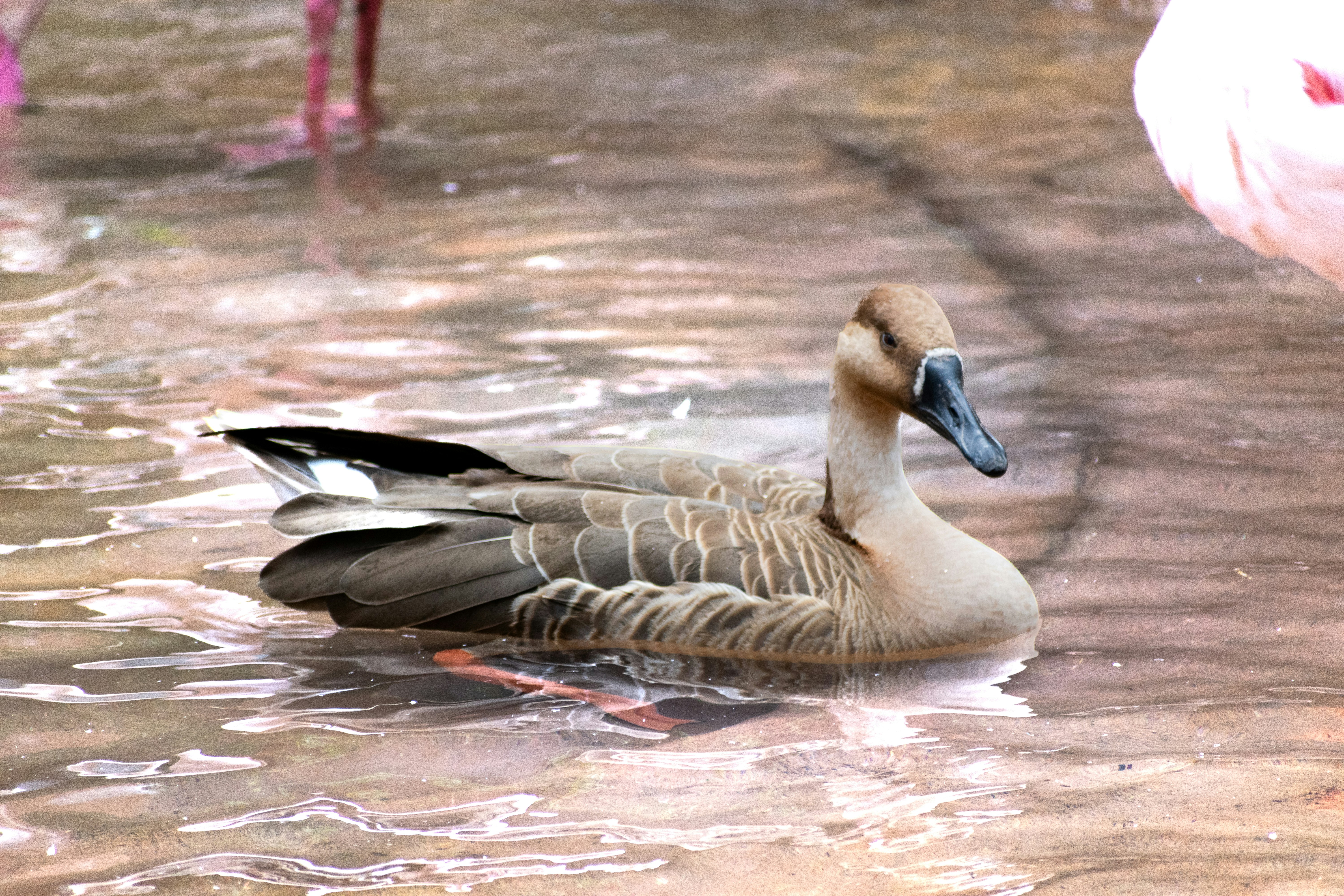 Serene Whistler: A Brown Duck Drifts in Pinkish Pond Light