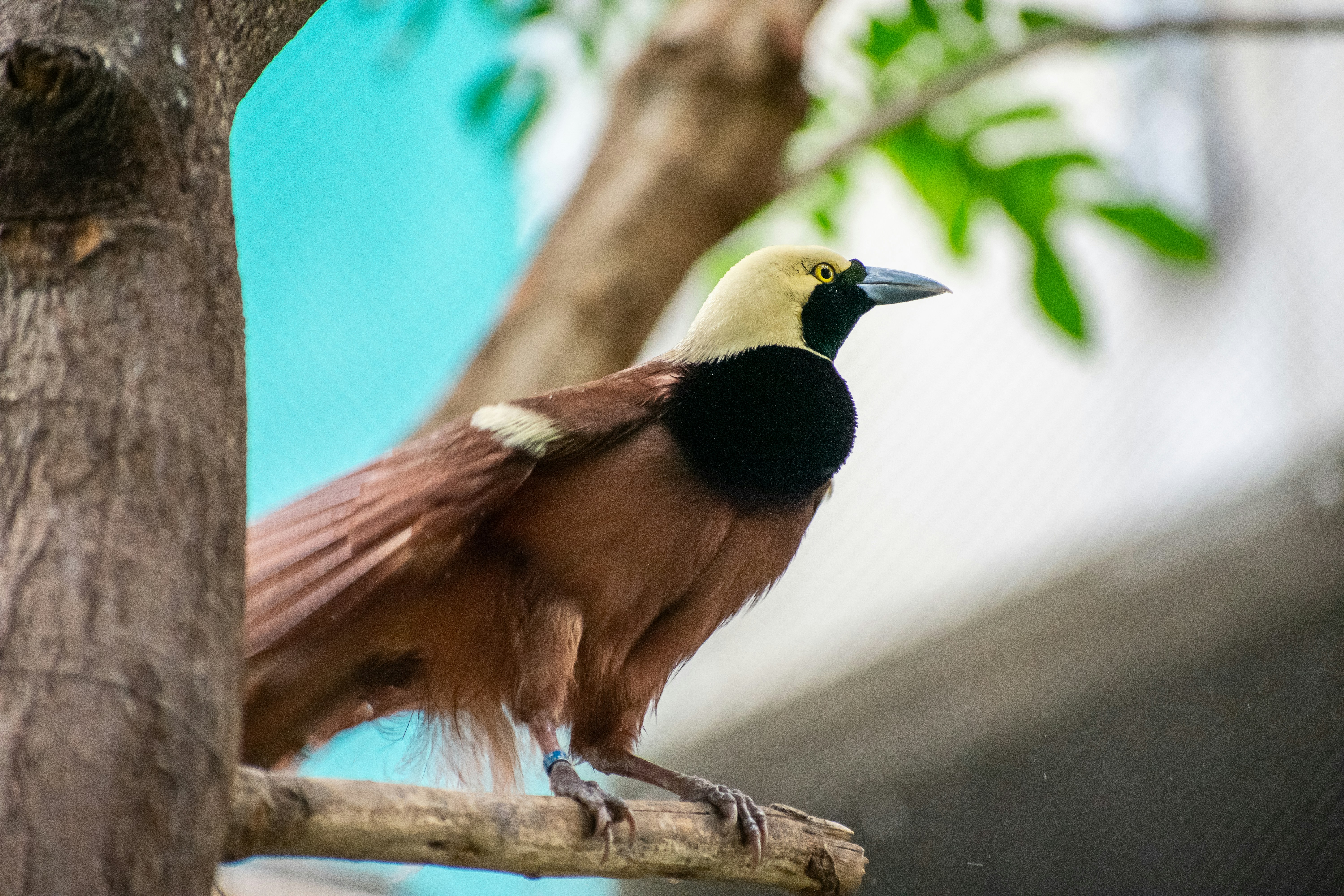 Javanese Satin Bird: The Elegant Perch on a Sunlit Branch