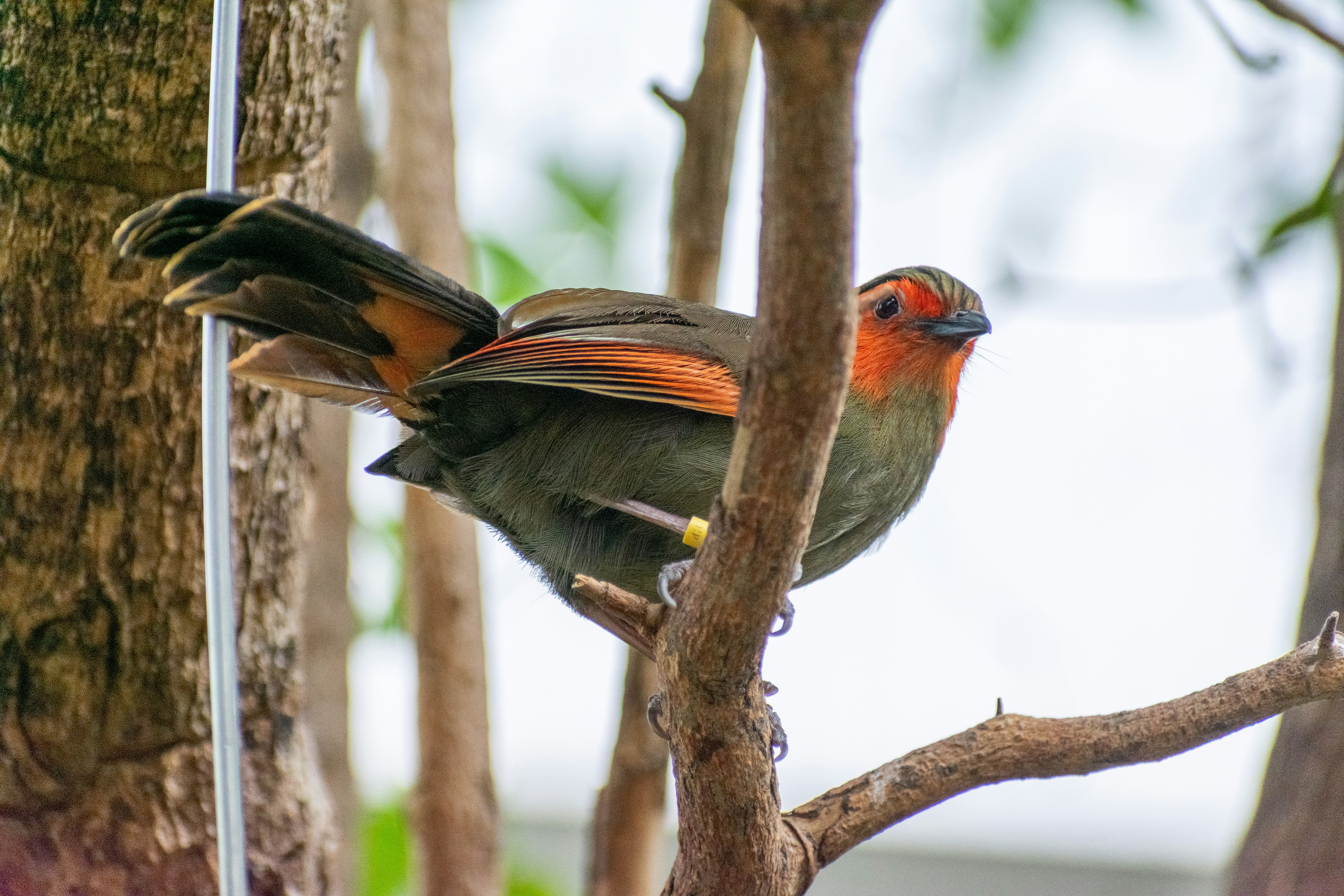 Lively Crimson-Faced Warbler Perched Among Spring Branches