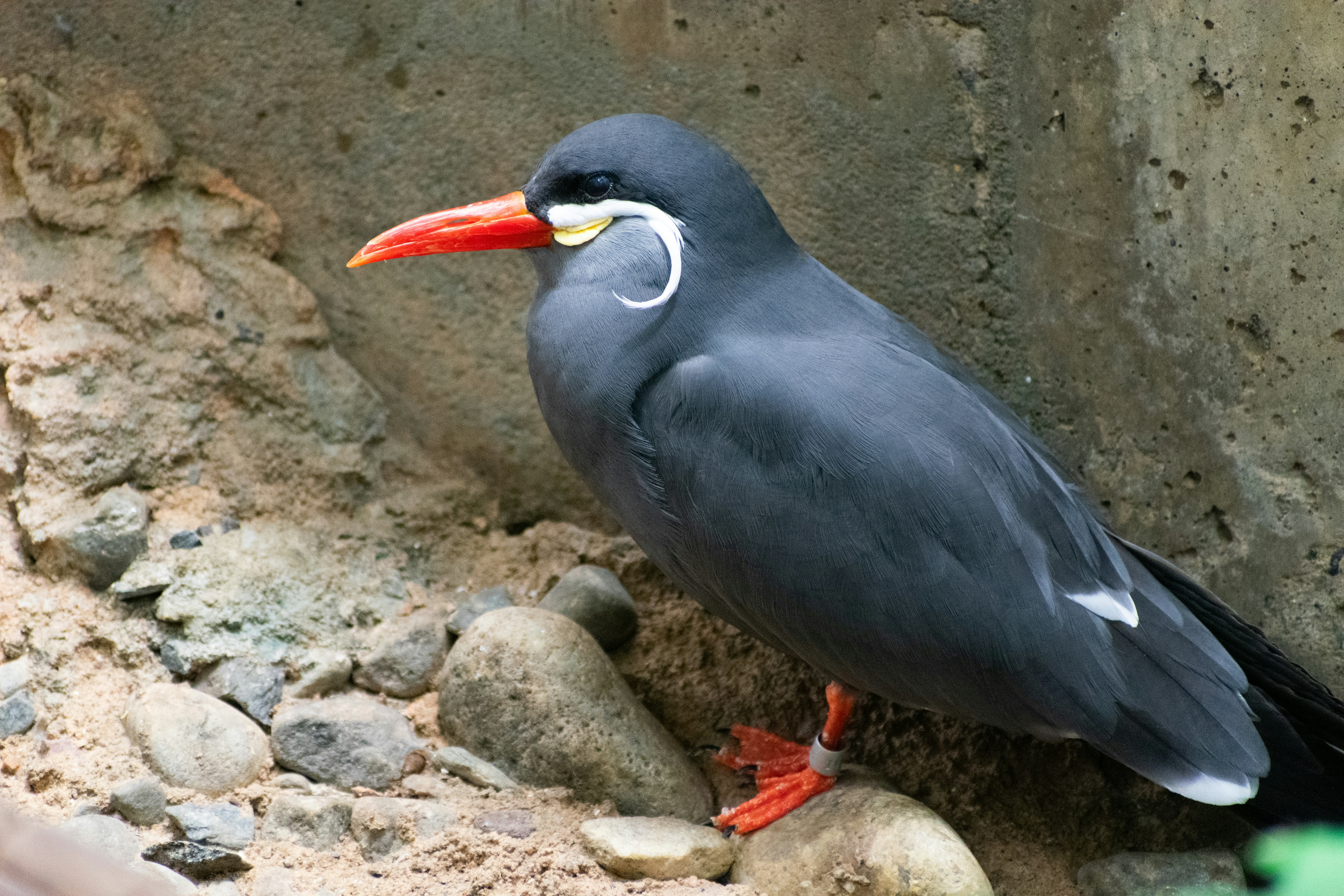 Red-beaked Heron: A Painted Gray Watcher by the Shore