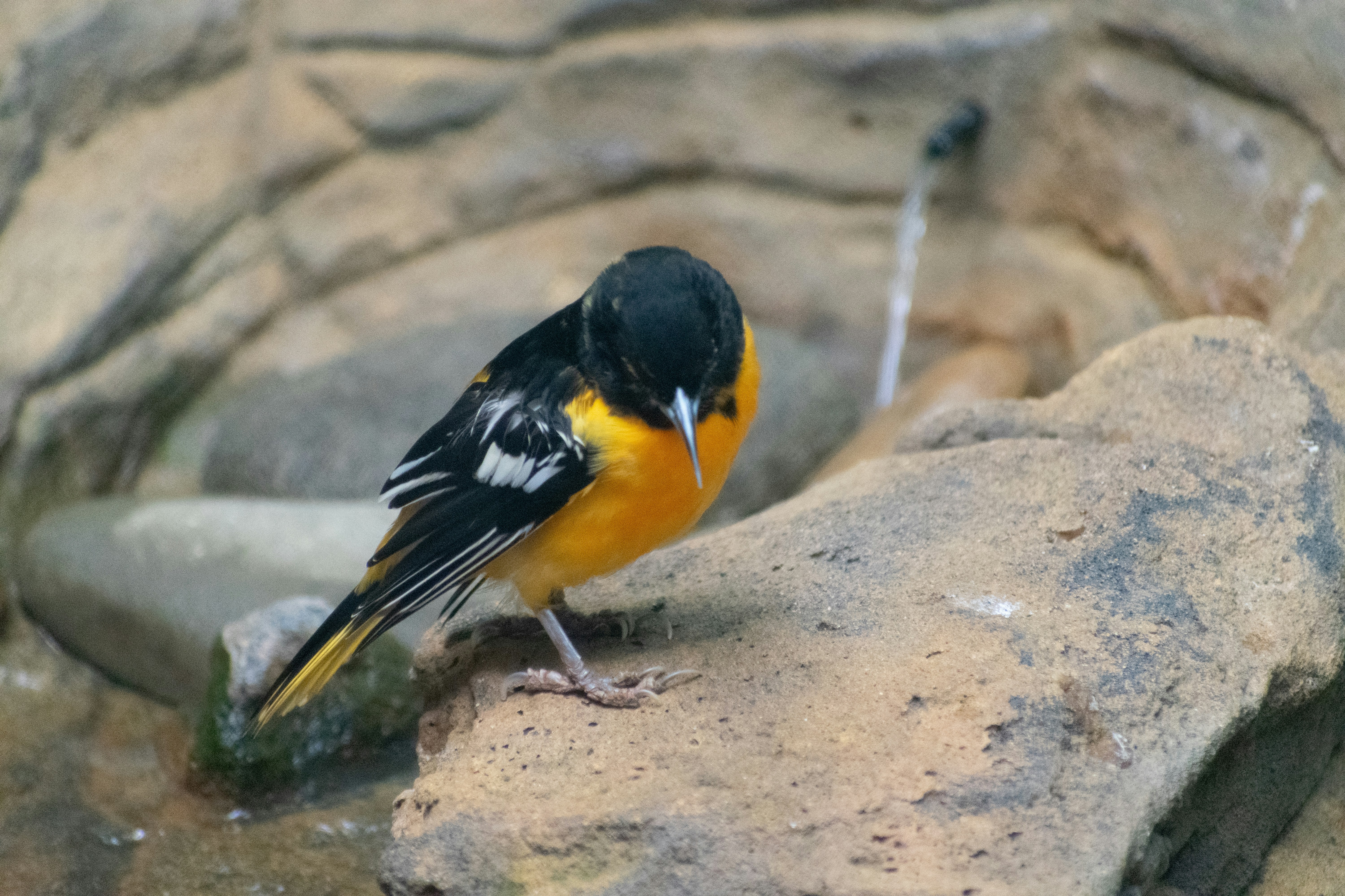 Golden-inned Dancer: Bird perched among sunlit stones