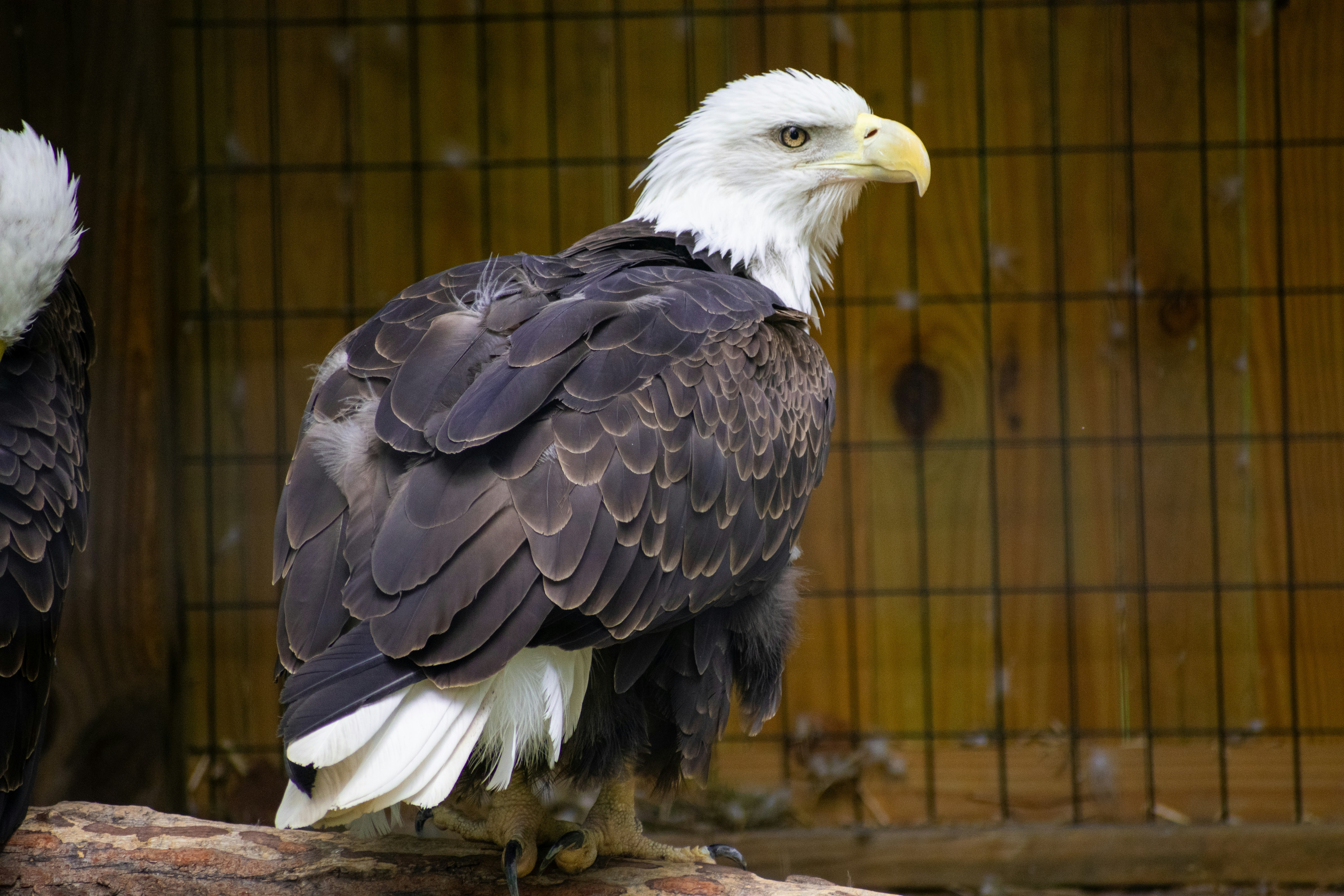 Majestic Watcher of the Cage