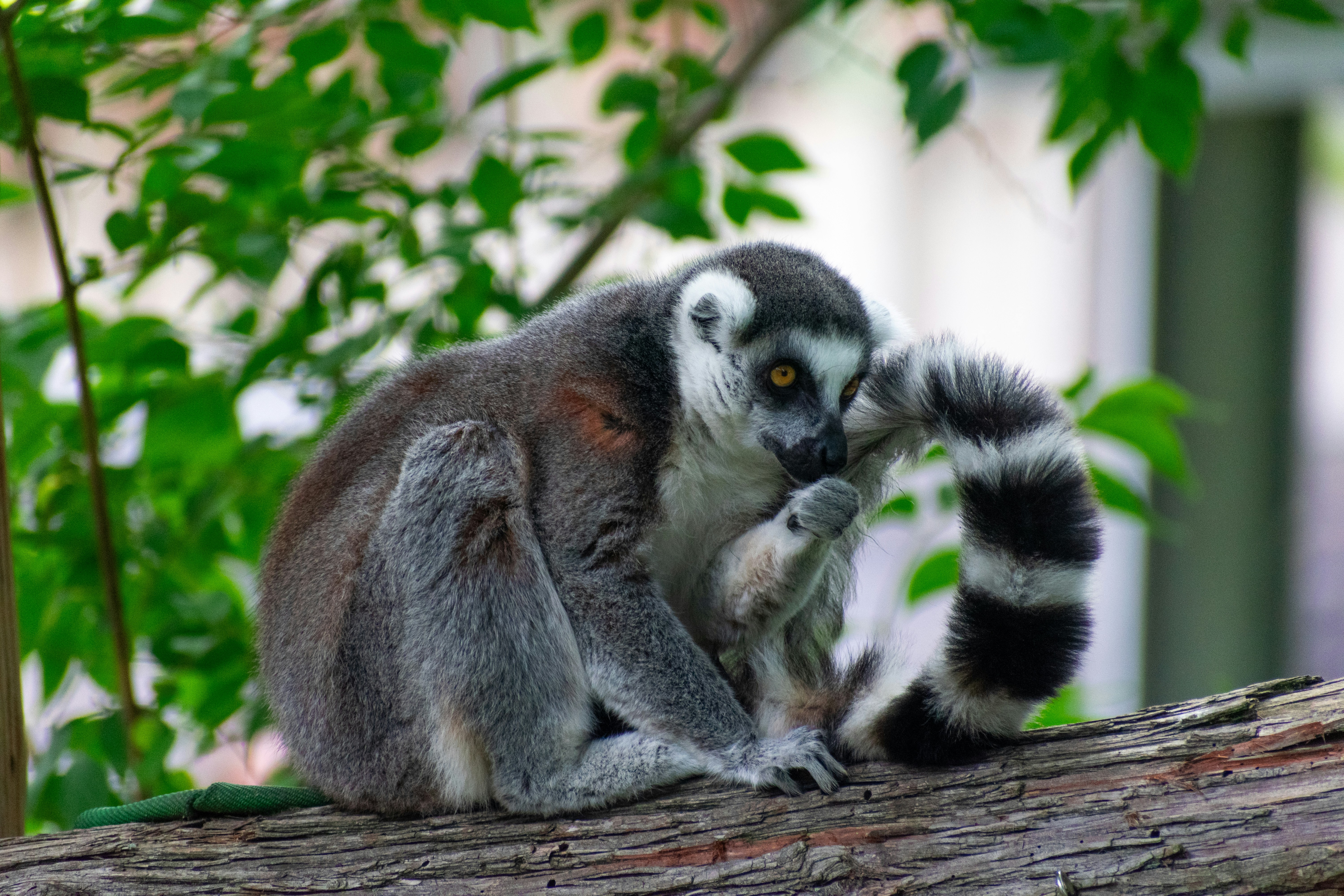 Ring-tailed Monochrome: A Curious Lemur Pauses on Weathered Wood