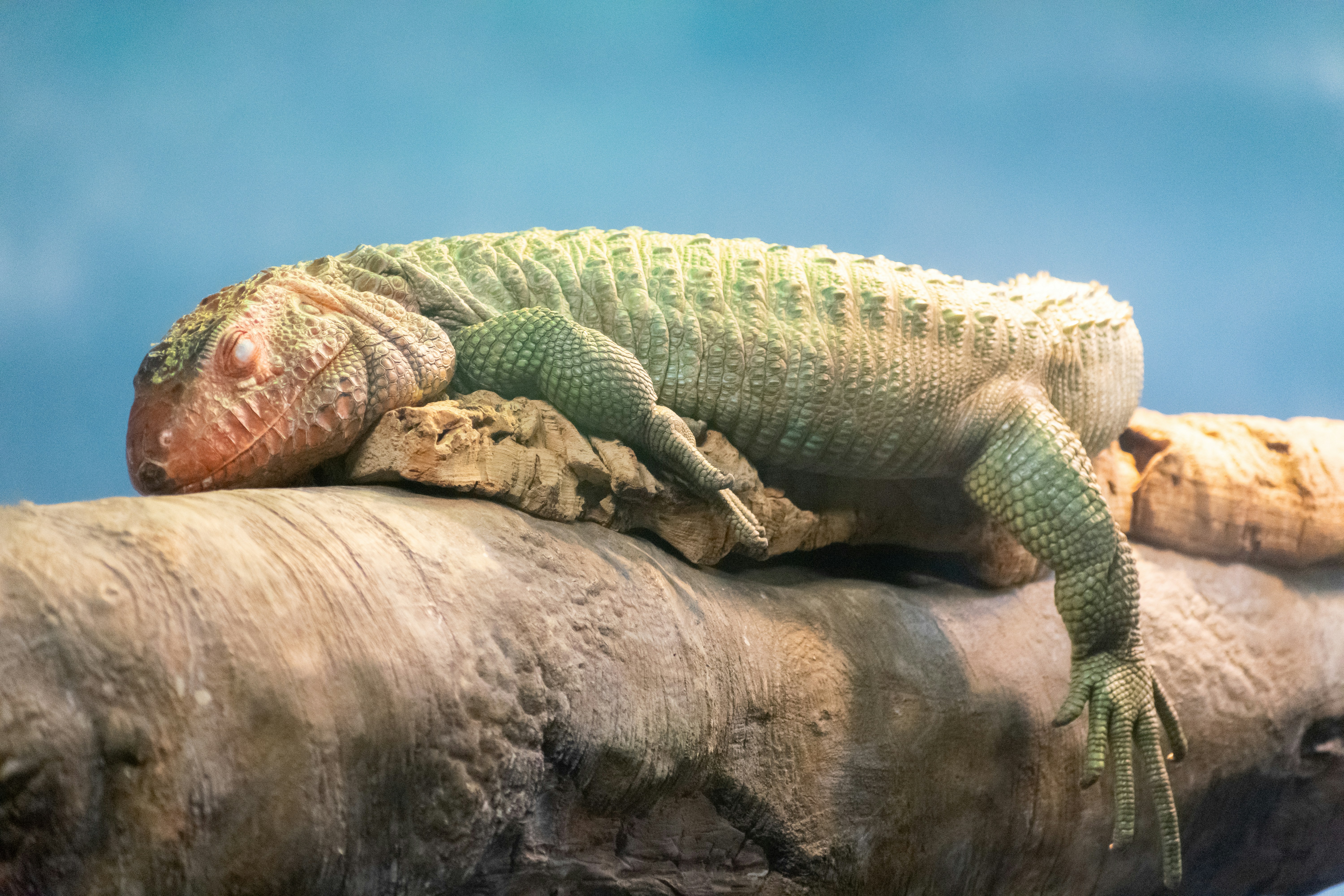Sunlit Green Iguana Repose on a Weathered Log