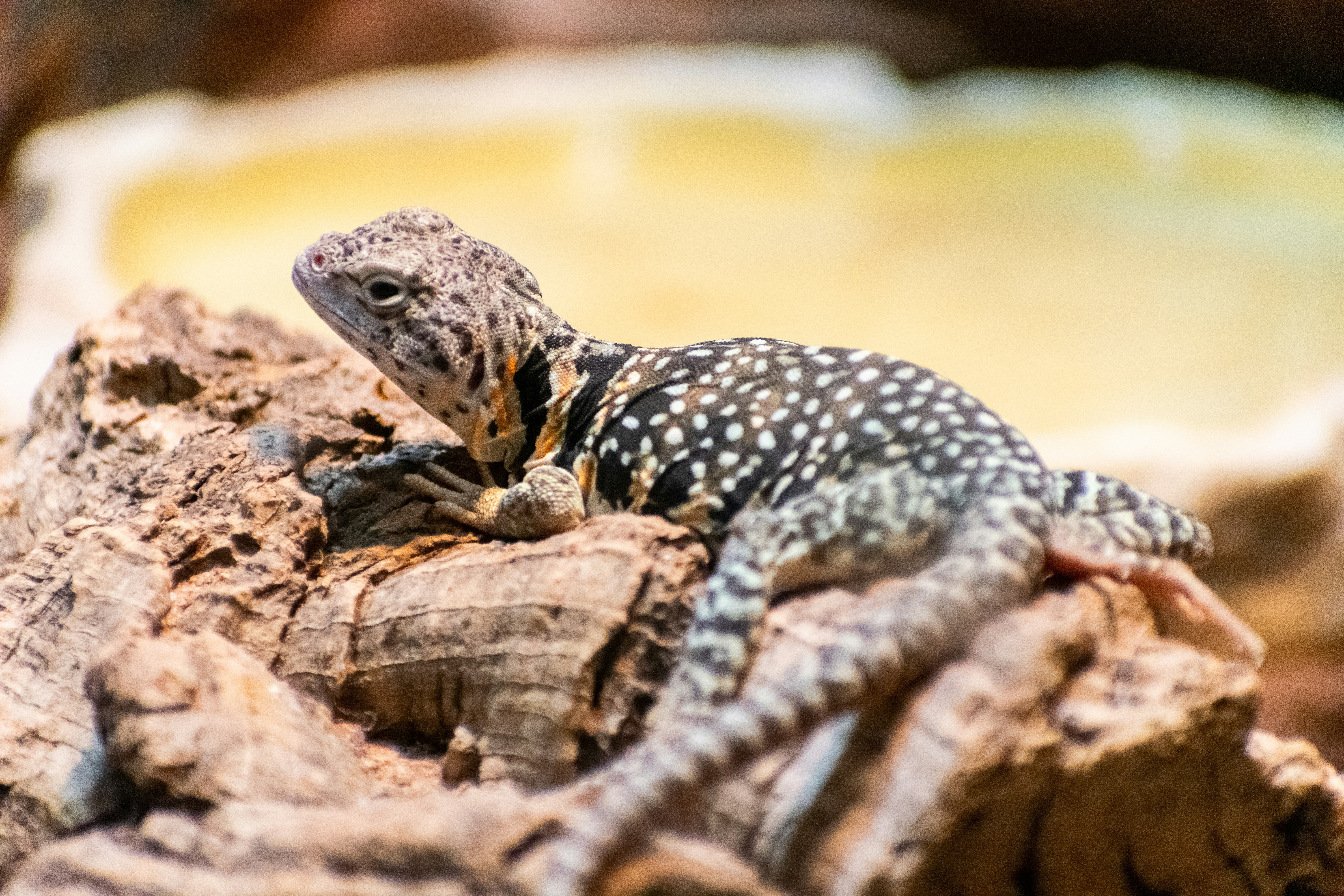 Spotlit Ambush: A Spotted Liaison Among Rough Bark