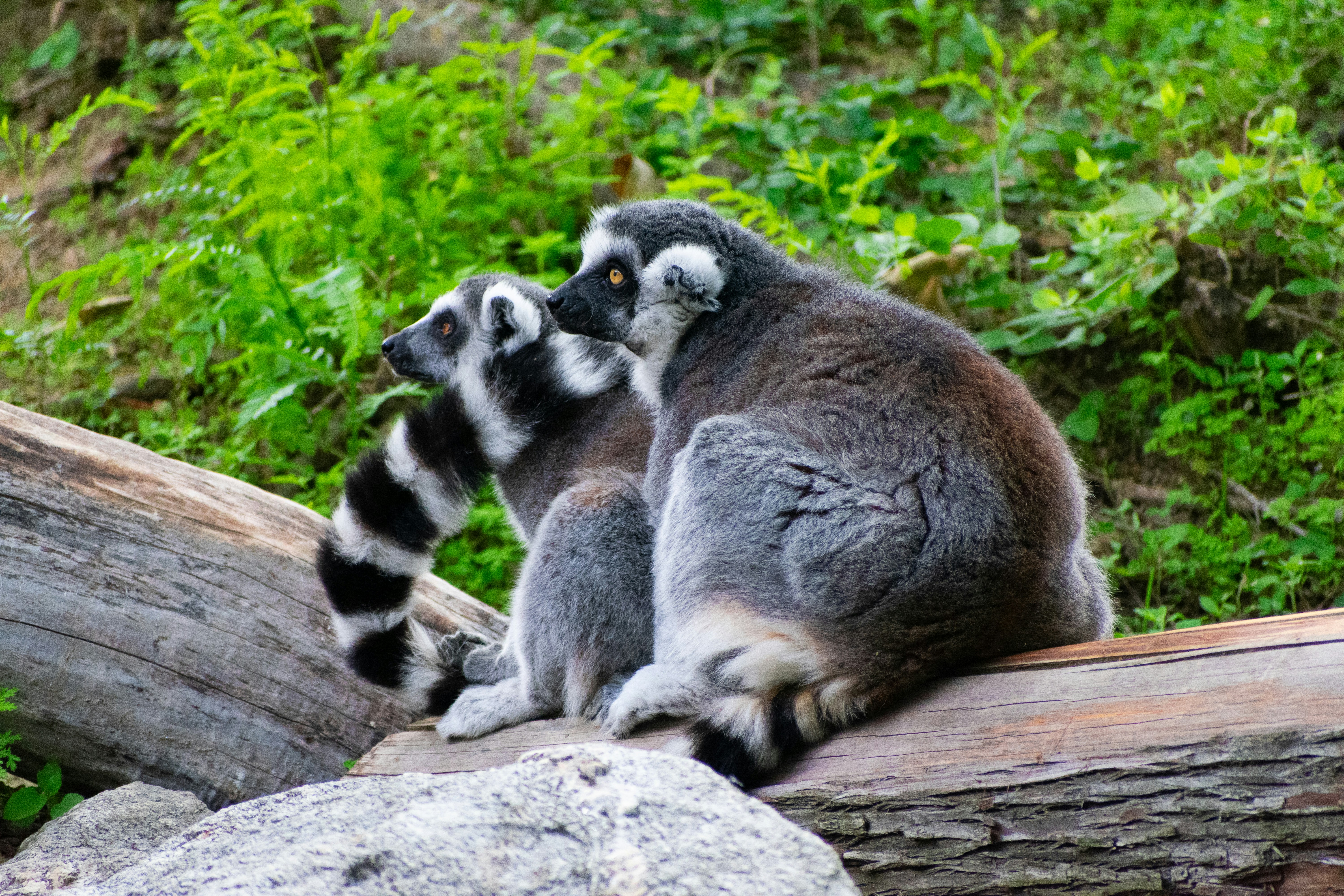 Affection on a Sun-Warmed Log: A Parent and Juvenile Ring-Tail Lemur Resting