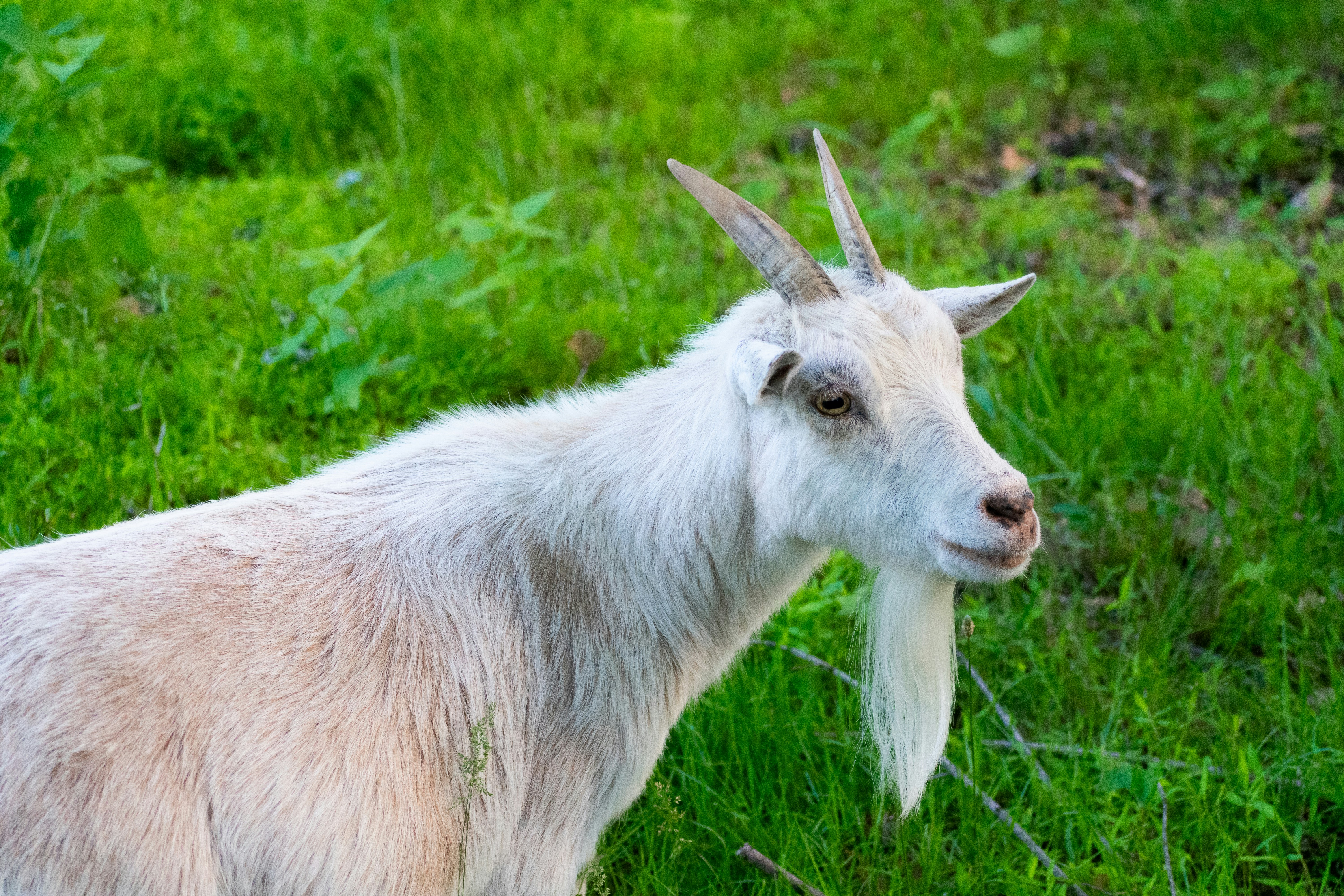 White-goat in sunlit meadow gazes toward the right