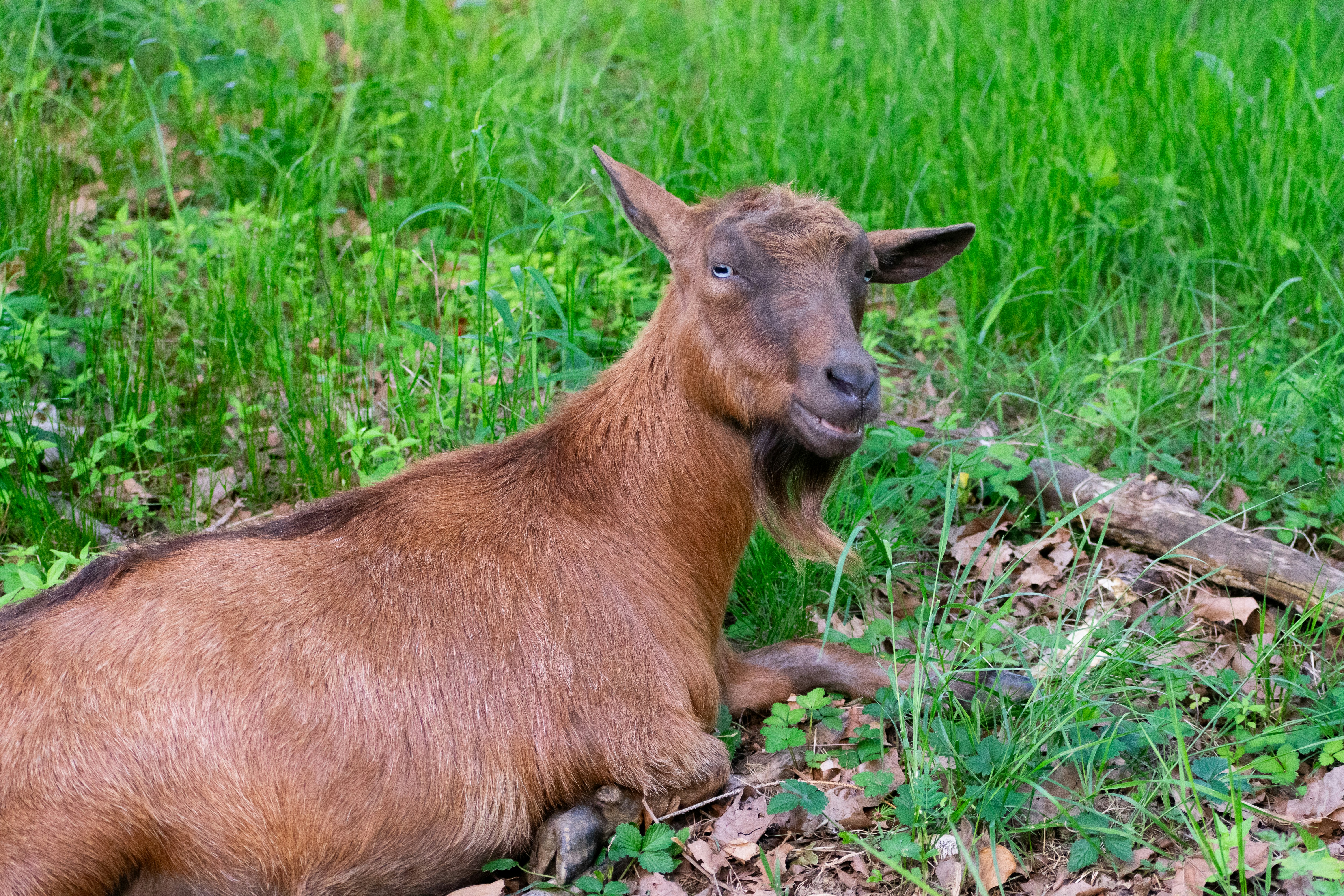 Curled-ears and Quiet Grass: A Lying Alpine Goat in Warm Light