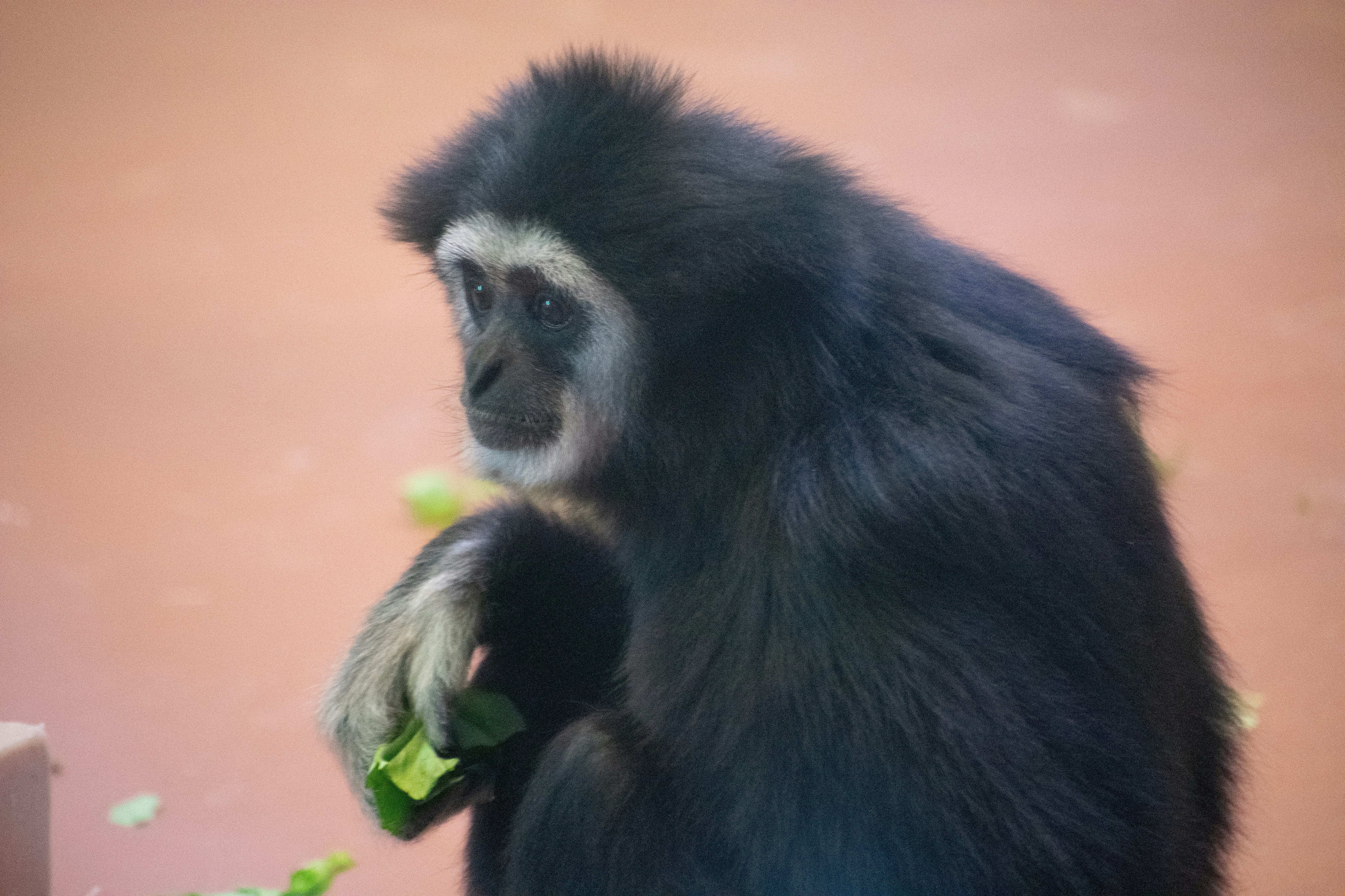 Contemplative Langur in Soft Evening Light
