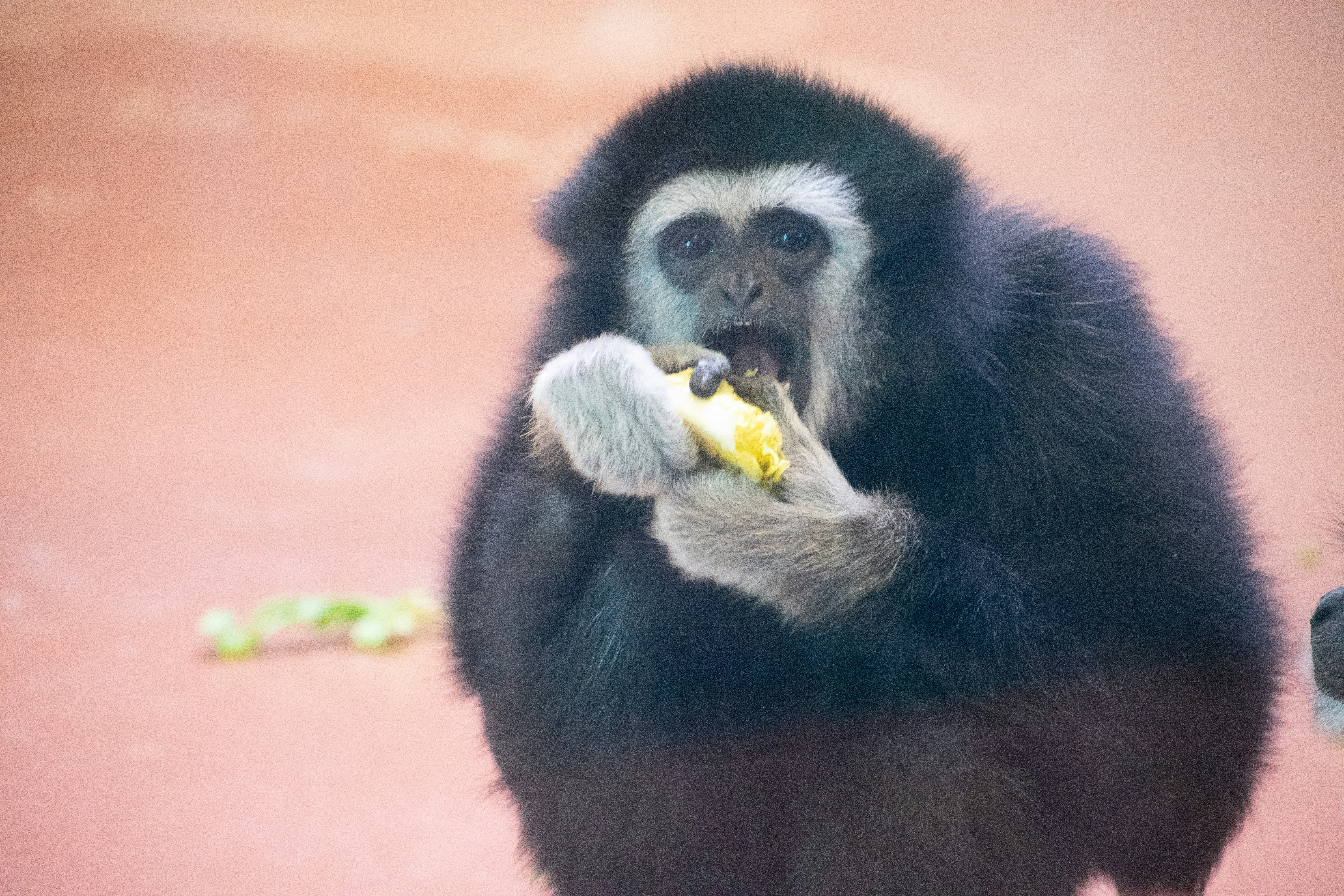 Nibbling on a Banana: A Curious Vervet in Soft Evening Light