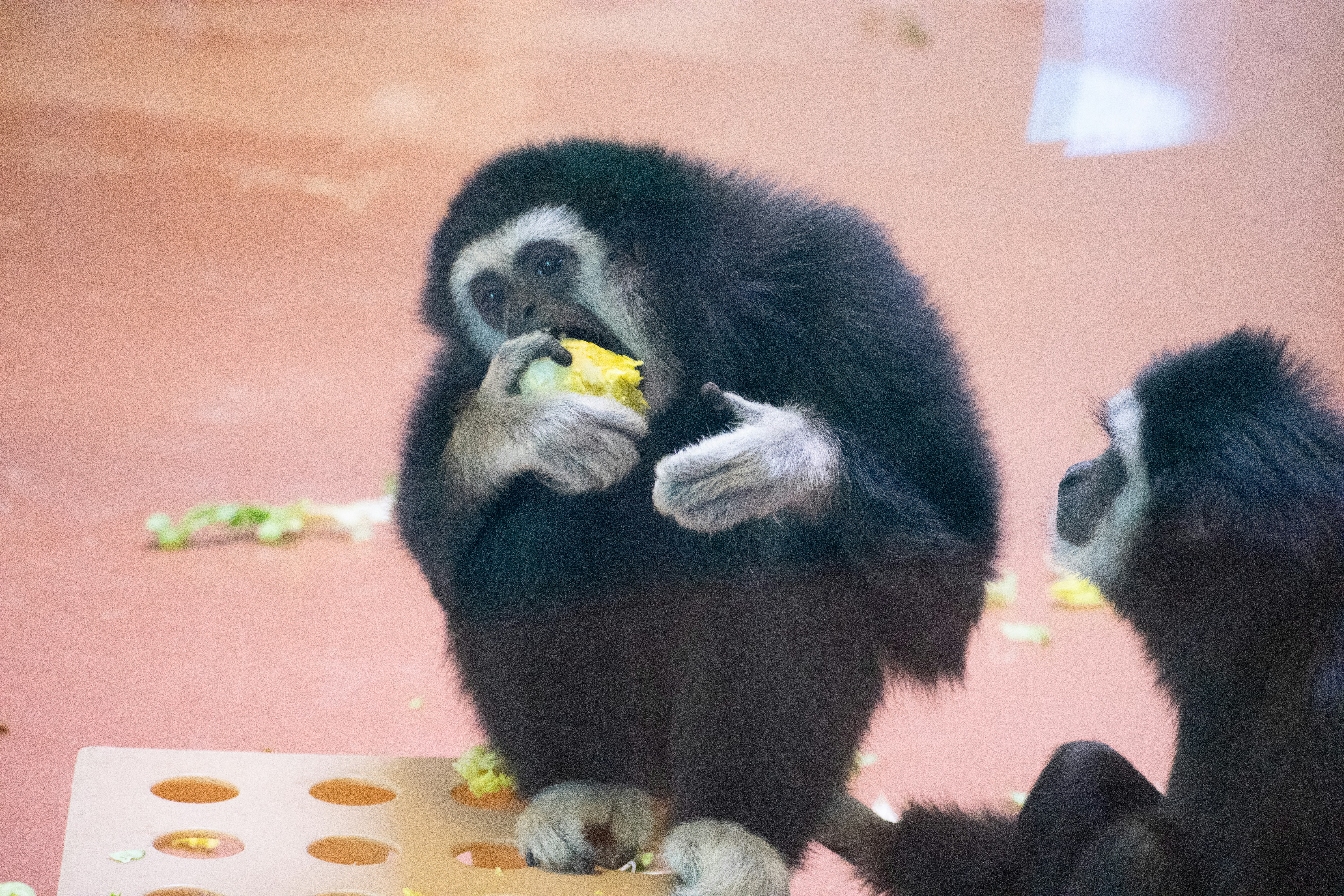 Nutritious Pause: A Little Monkey Delivers a Chew on a Toyy Peel