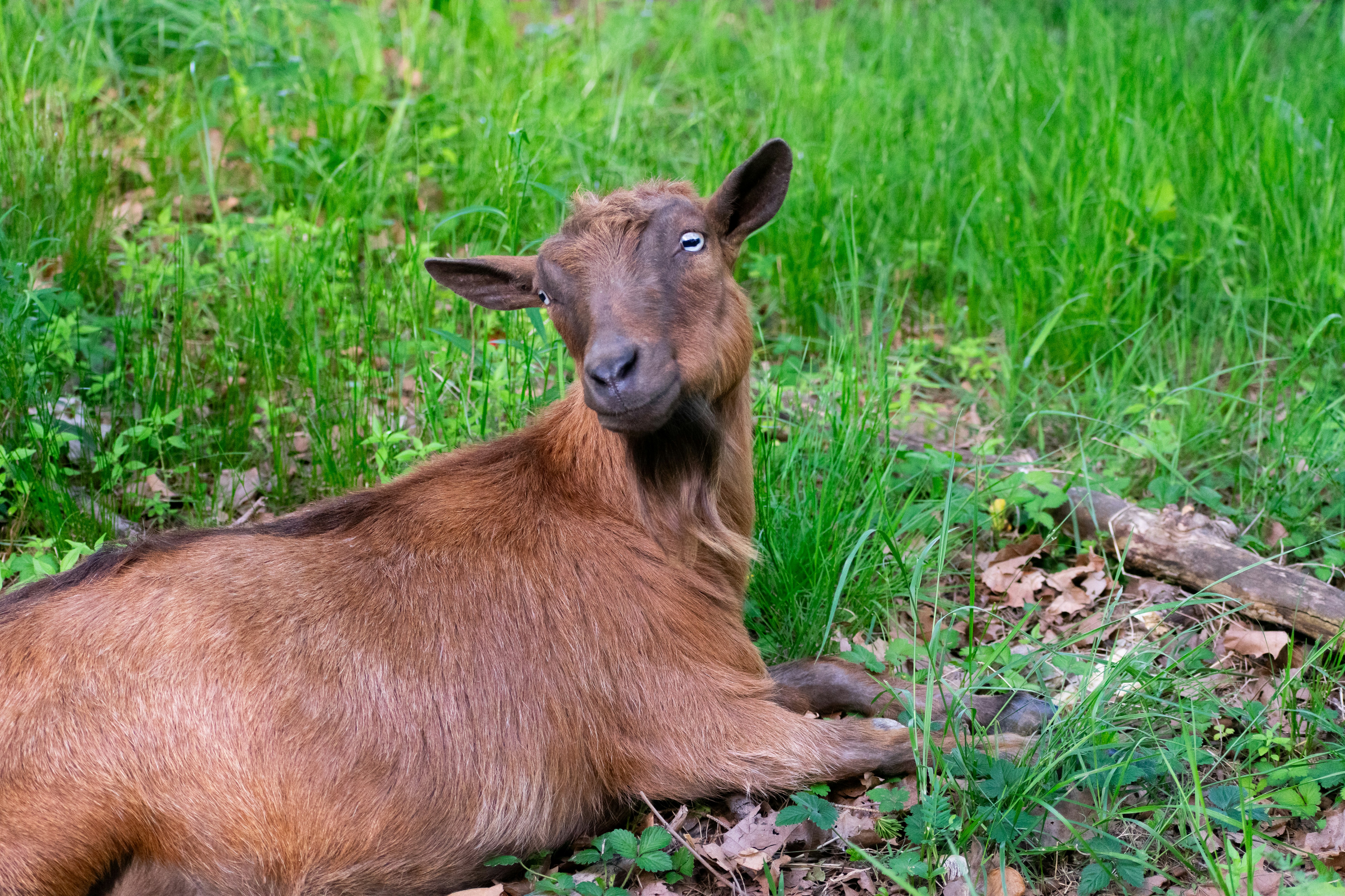Laid-Back Grazier: A Brown Goat Resumes Rest in Sunlit Green