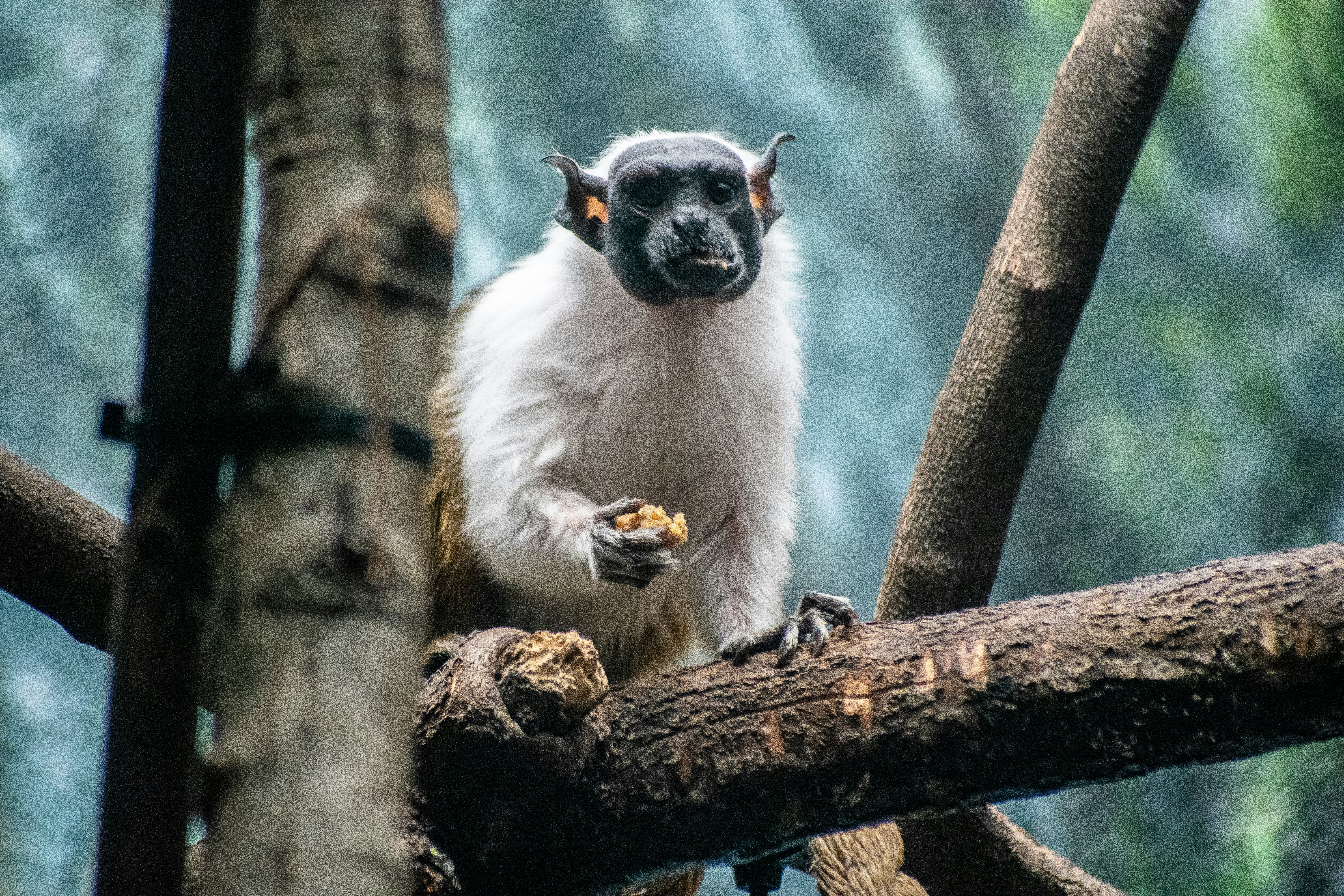 Nutcracker Pause: A White-faced Monkey Scans Its Perch