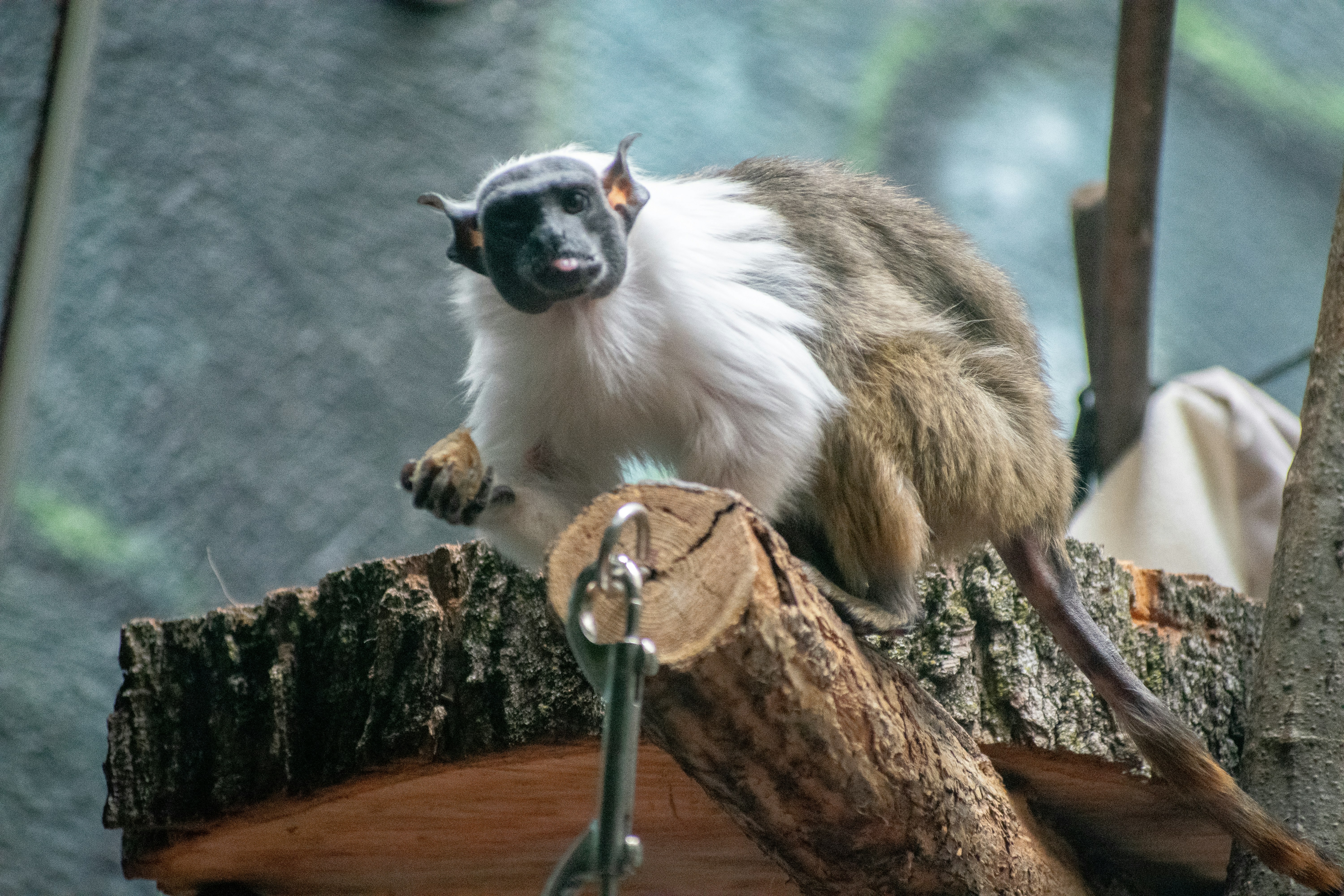 Curious Monkeys: A Quick Pause on a Timber Stage