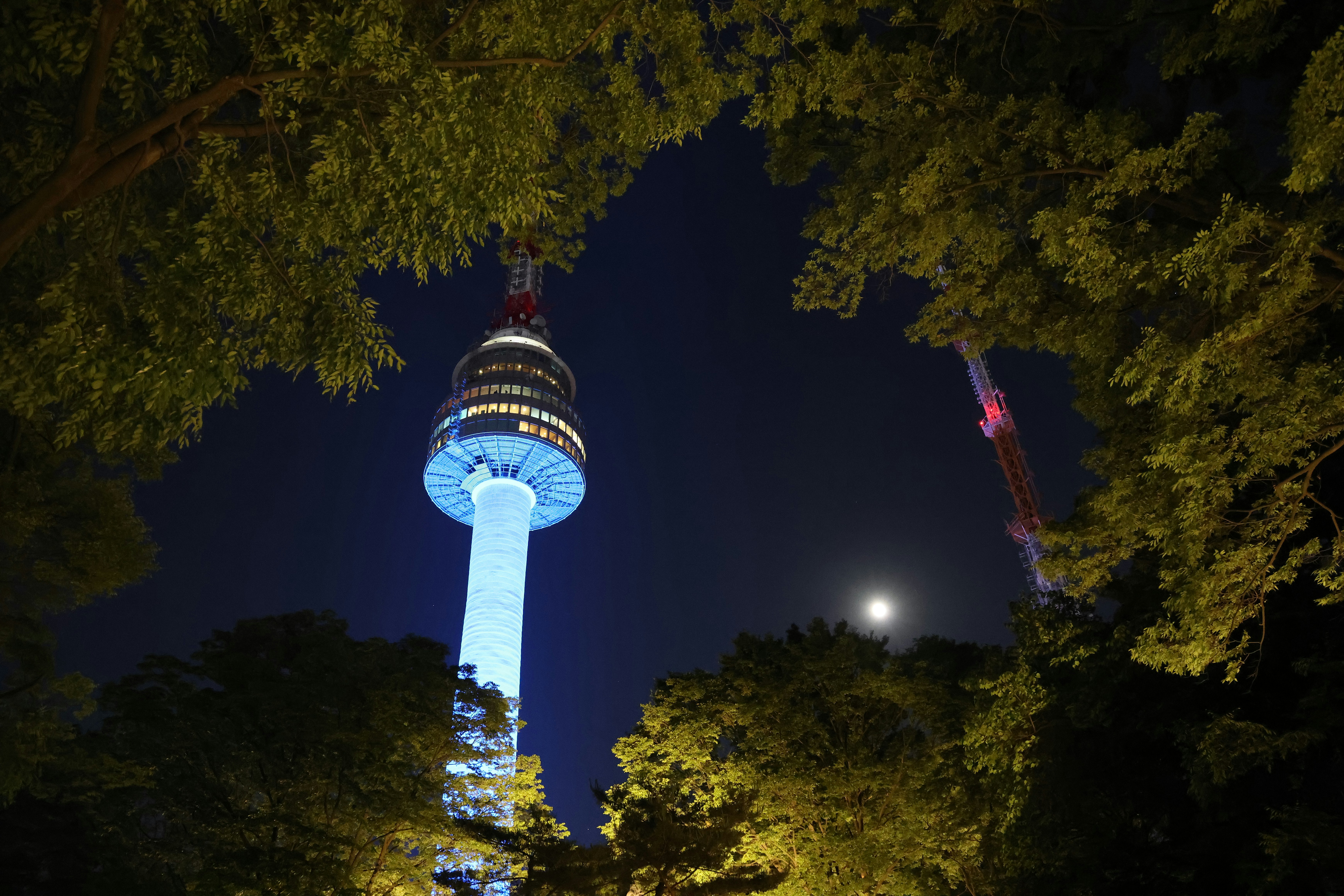 Tower Glimmer: Night Skyline Framing Amid Trees