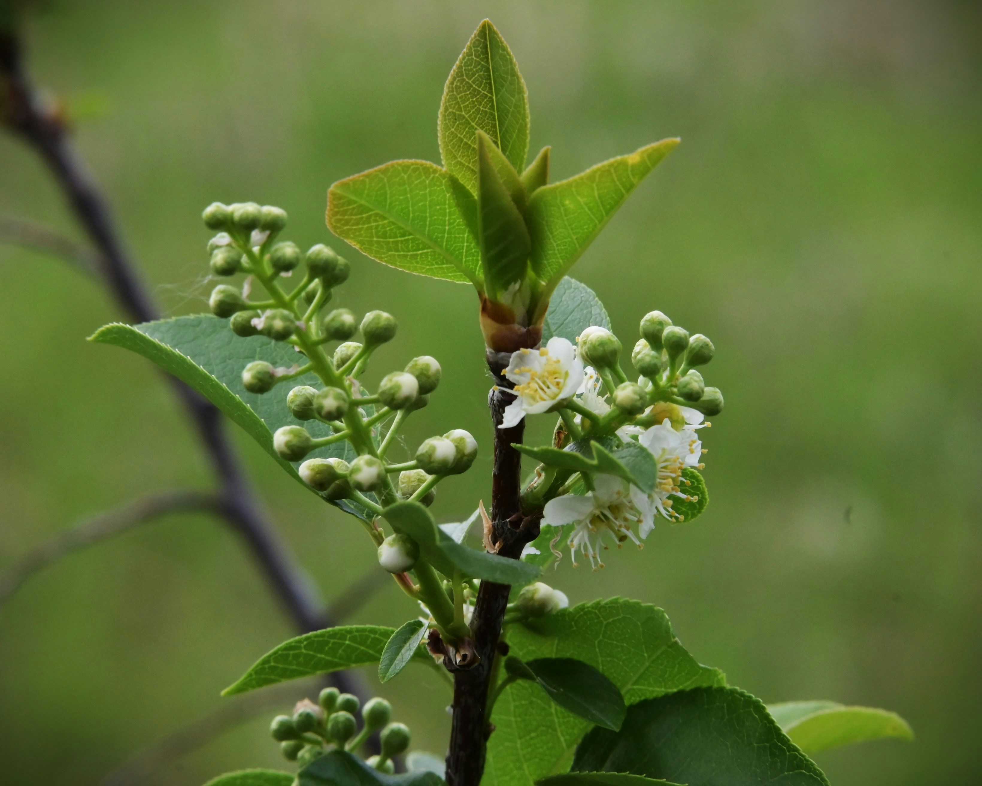 Blooming bud cluster on a slender branch