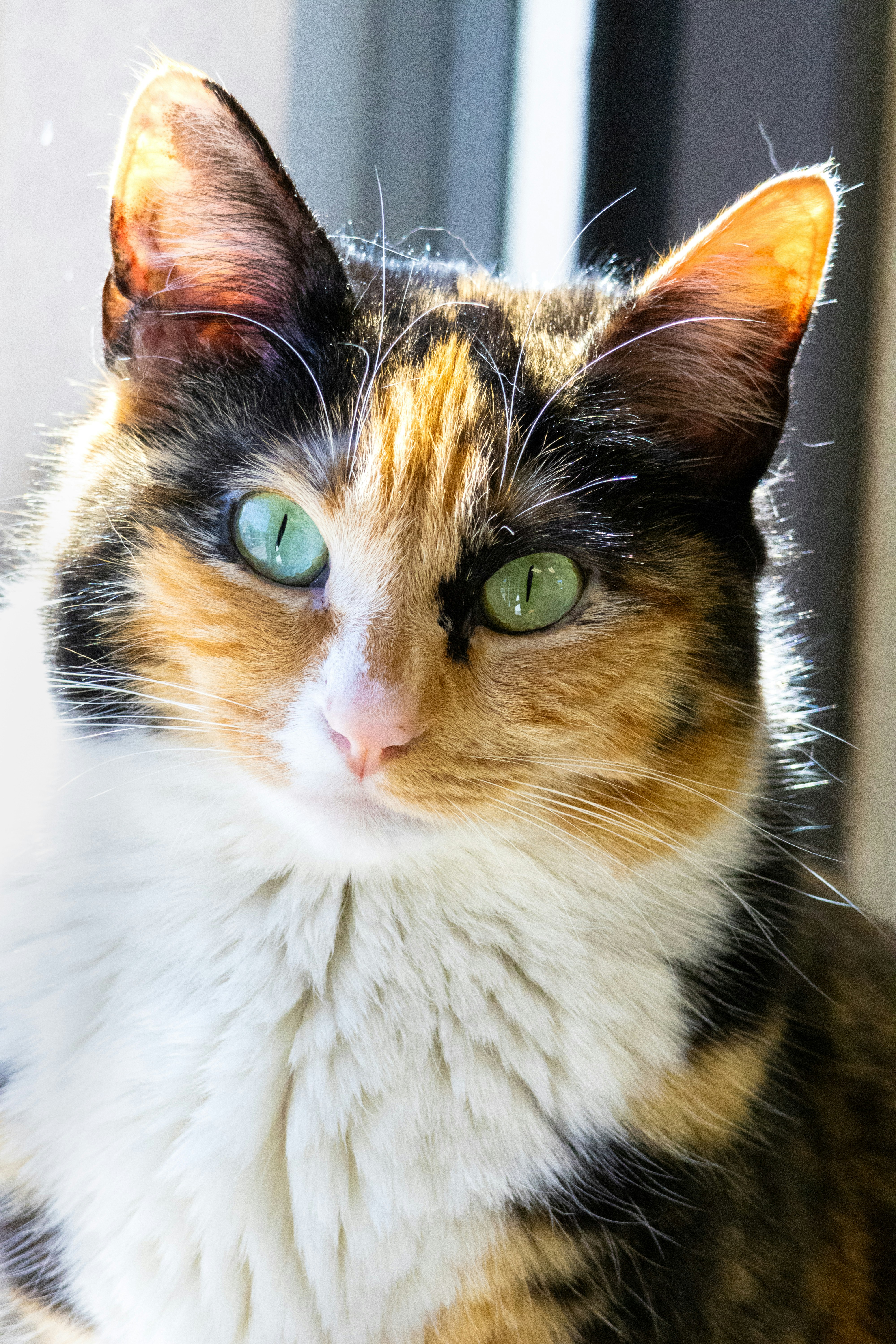 Emerald Gaze: Portrait of a Calico Cat