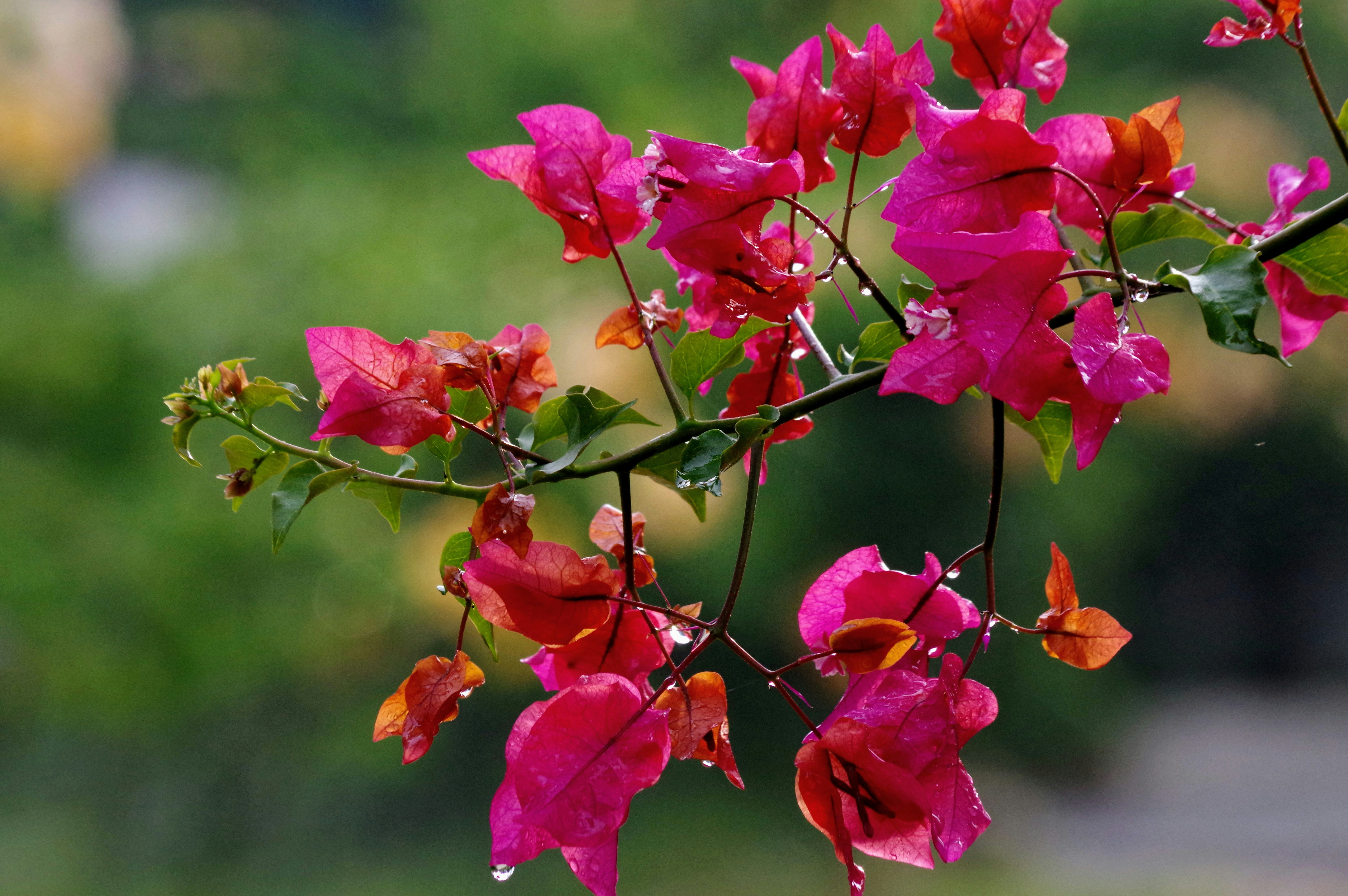 Crimson Bougainvillea in Focus Against a Soft Green Backdrop