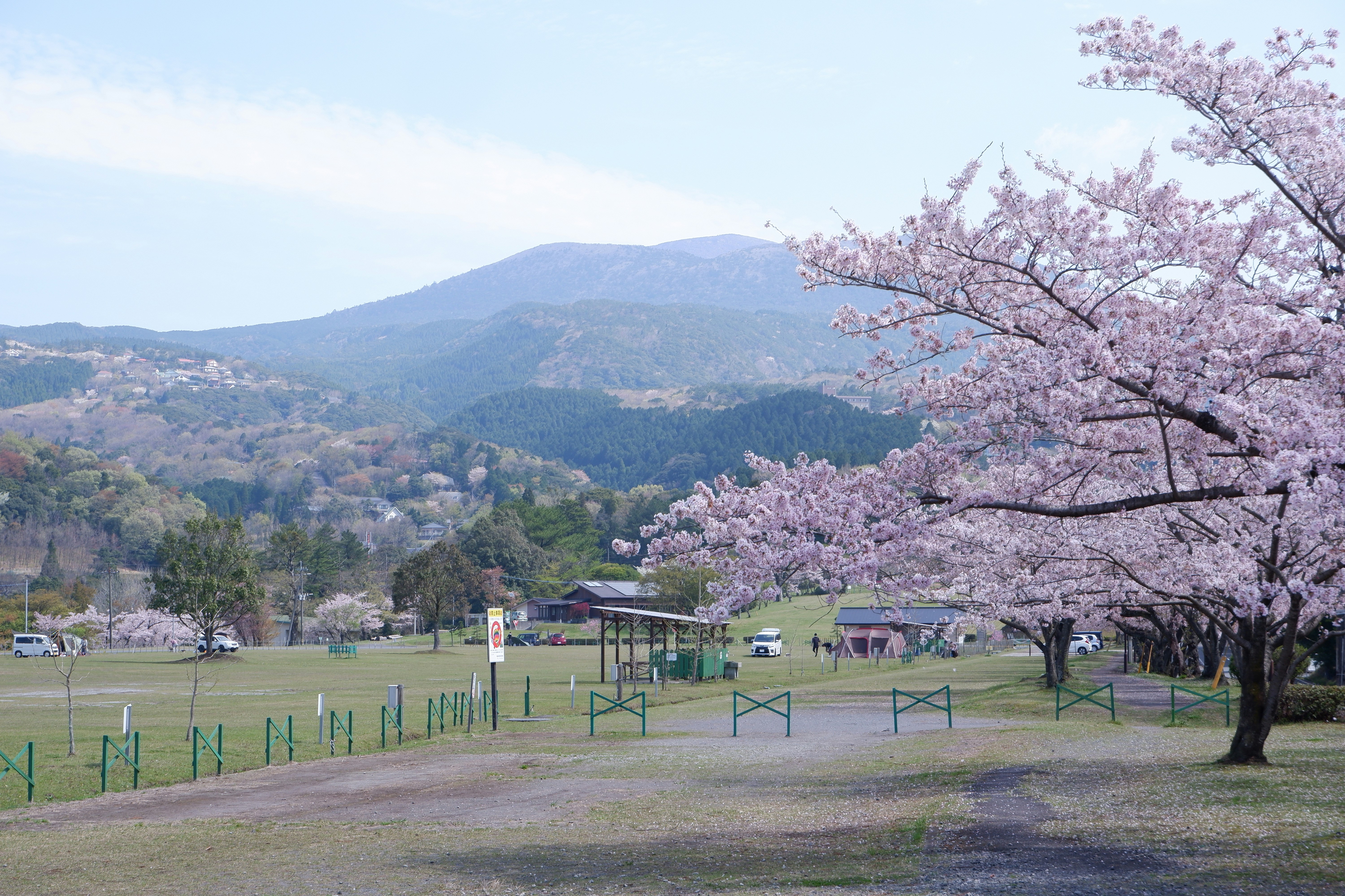Cherry Blossom Overlook at a Mountain Park