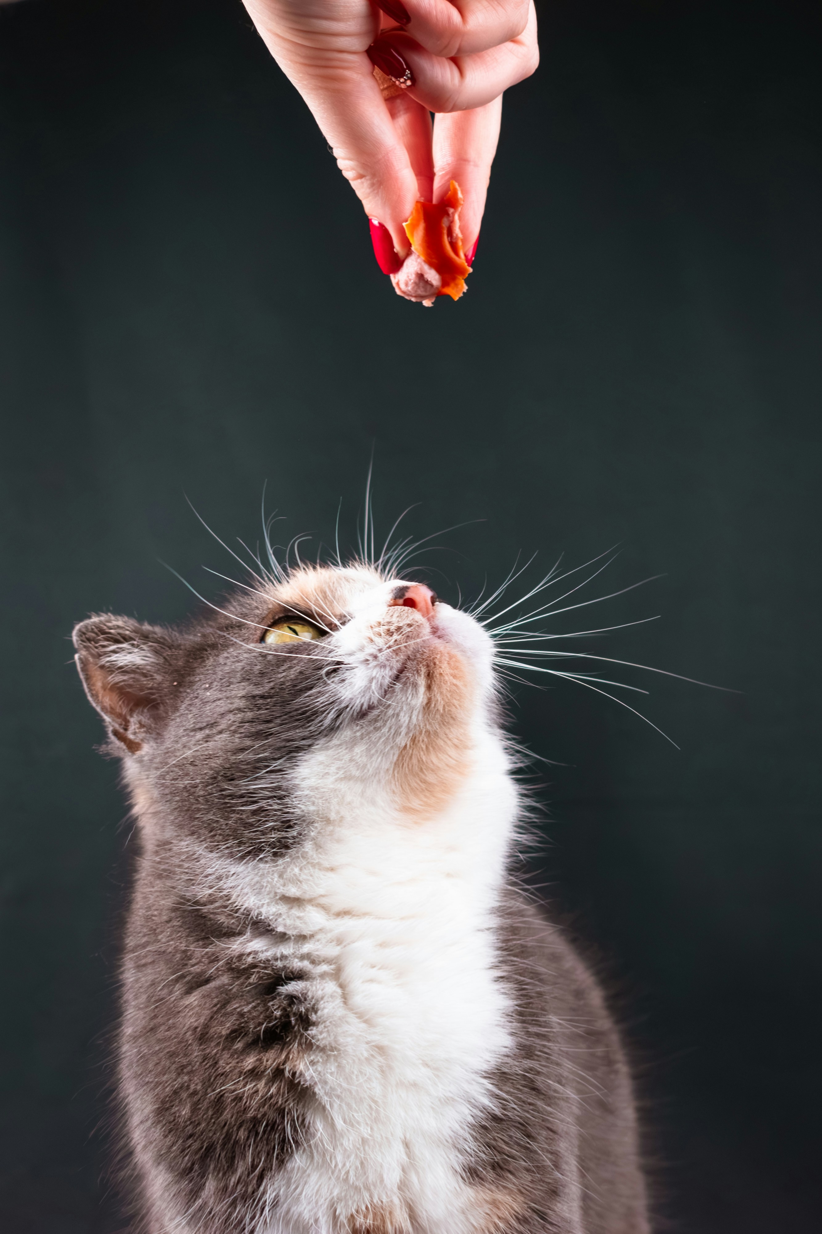 Nibble Bell: A Cat’s Lifted Treat in Sharp Focus