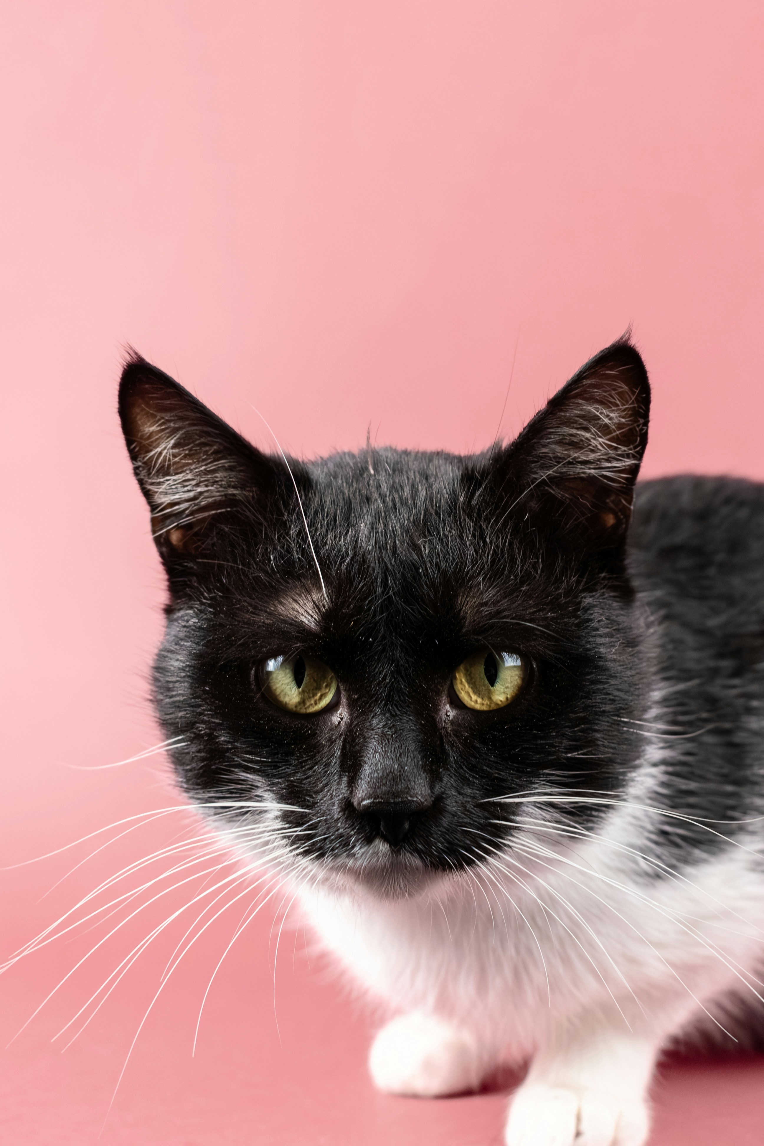 Black-and-White Charm: A Curious Cat Stares Down the Pink Backdrop