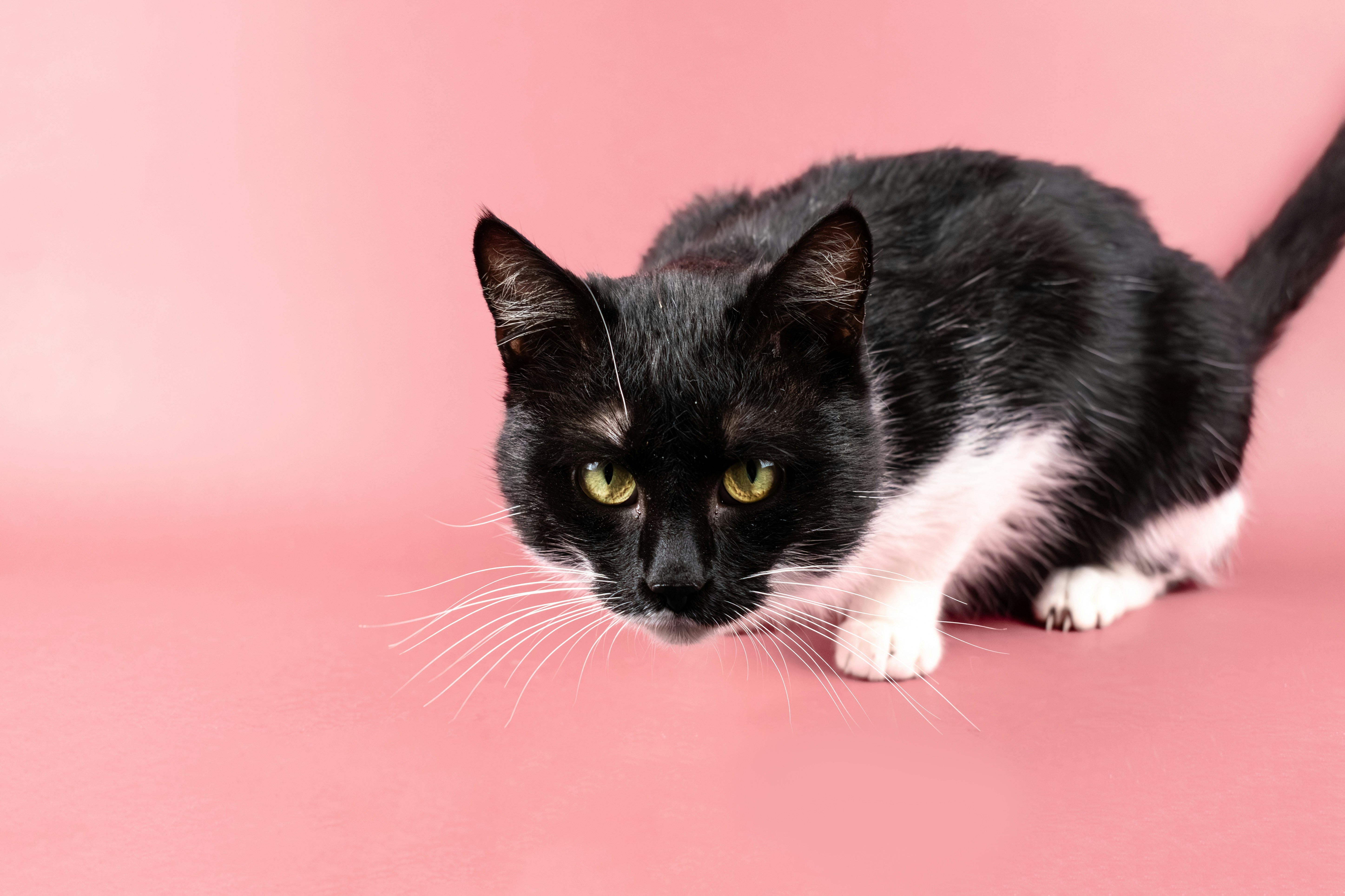 Low-Profile Stalker: A Black Cat Navigates a Pink Backdrop