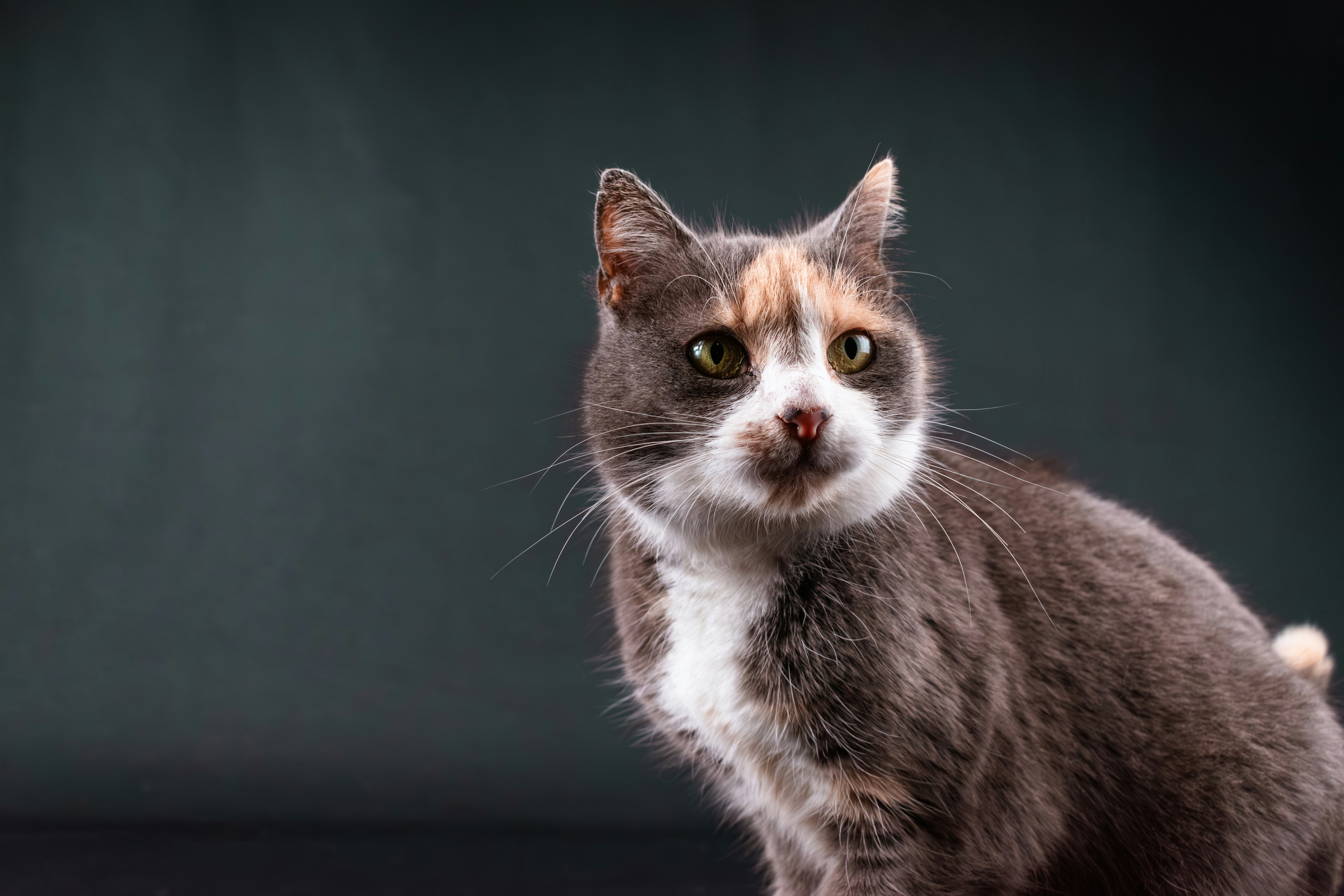 Curious Whiskers: A Cat In Focus Against a Soft Backdrop