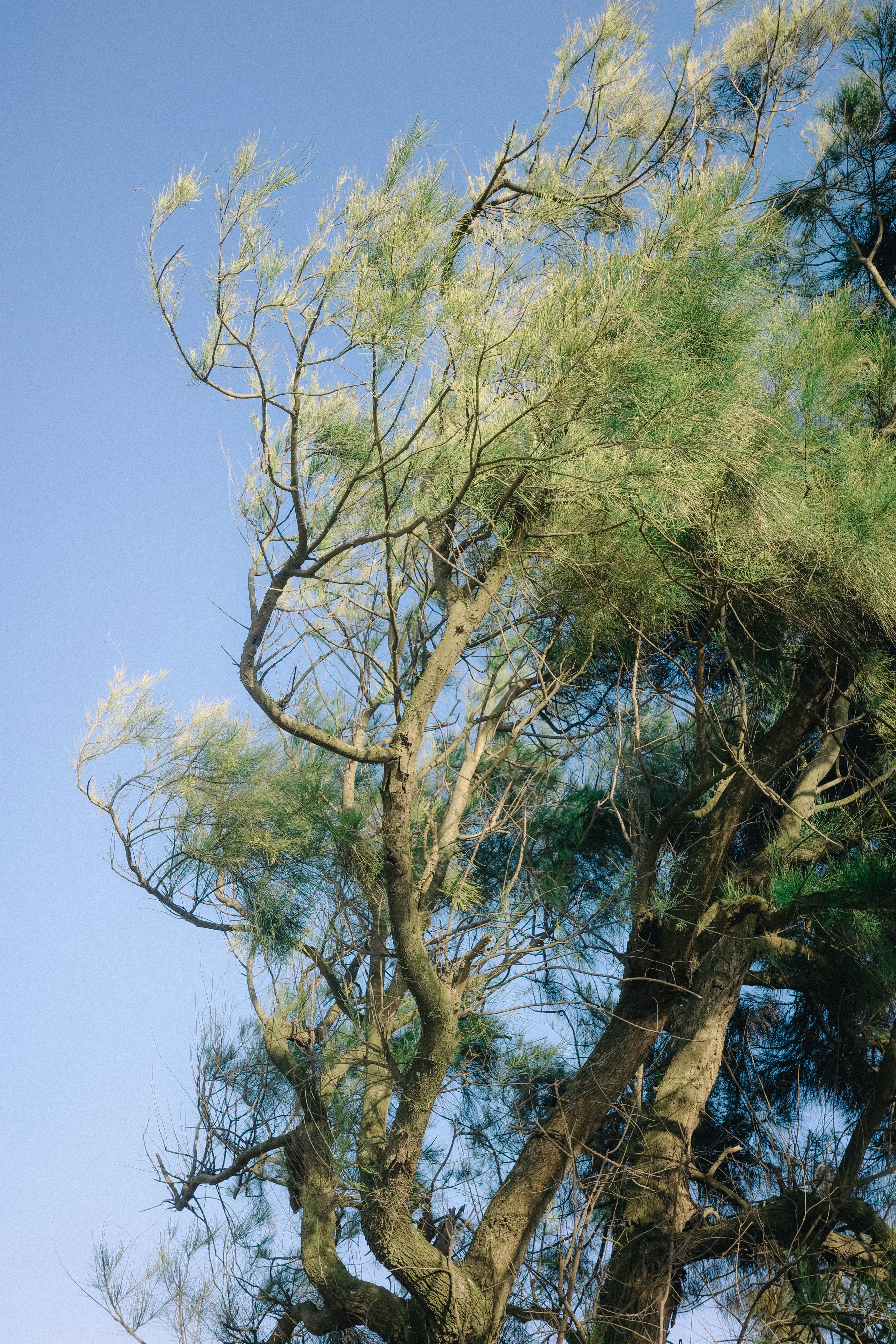 Windwardwillow: a sunlit windswept tree against a clear blue backdrop